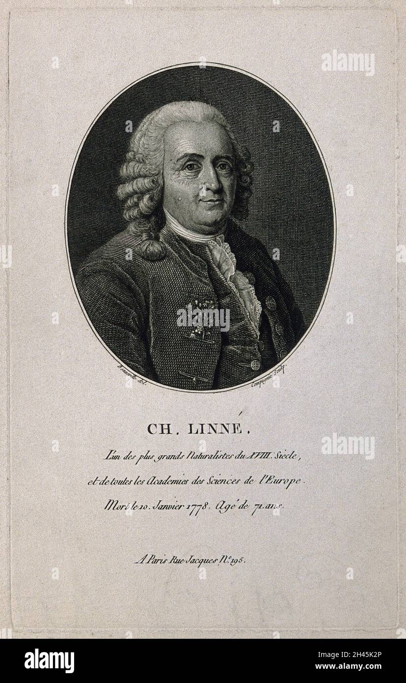 Carl linnaeus plant classification hi-res stock photography and images ...