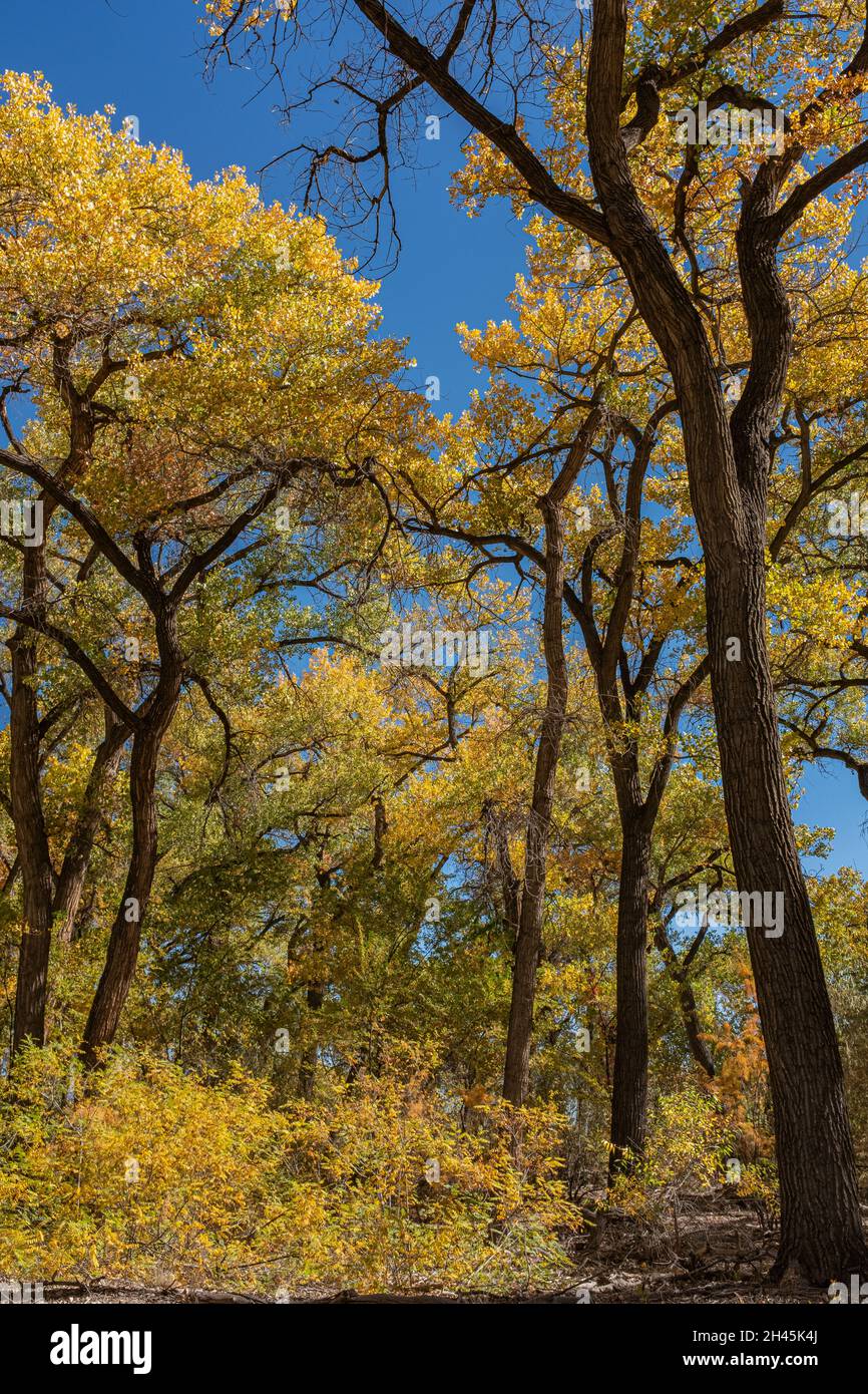 Fall leaves on the trails on the Rio Grande Bosque, Albuquerque, New ...