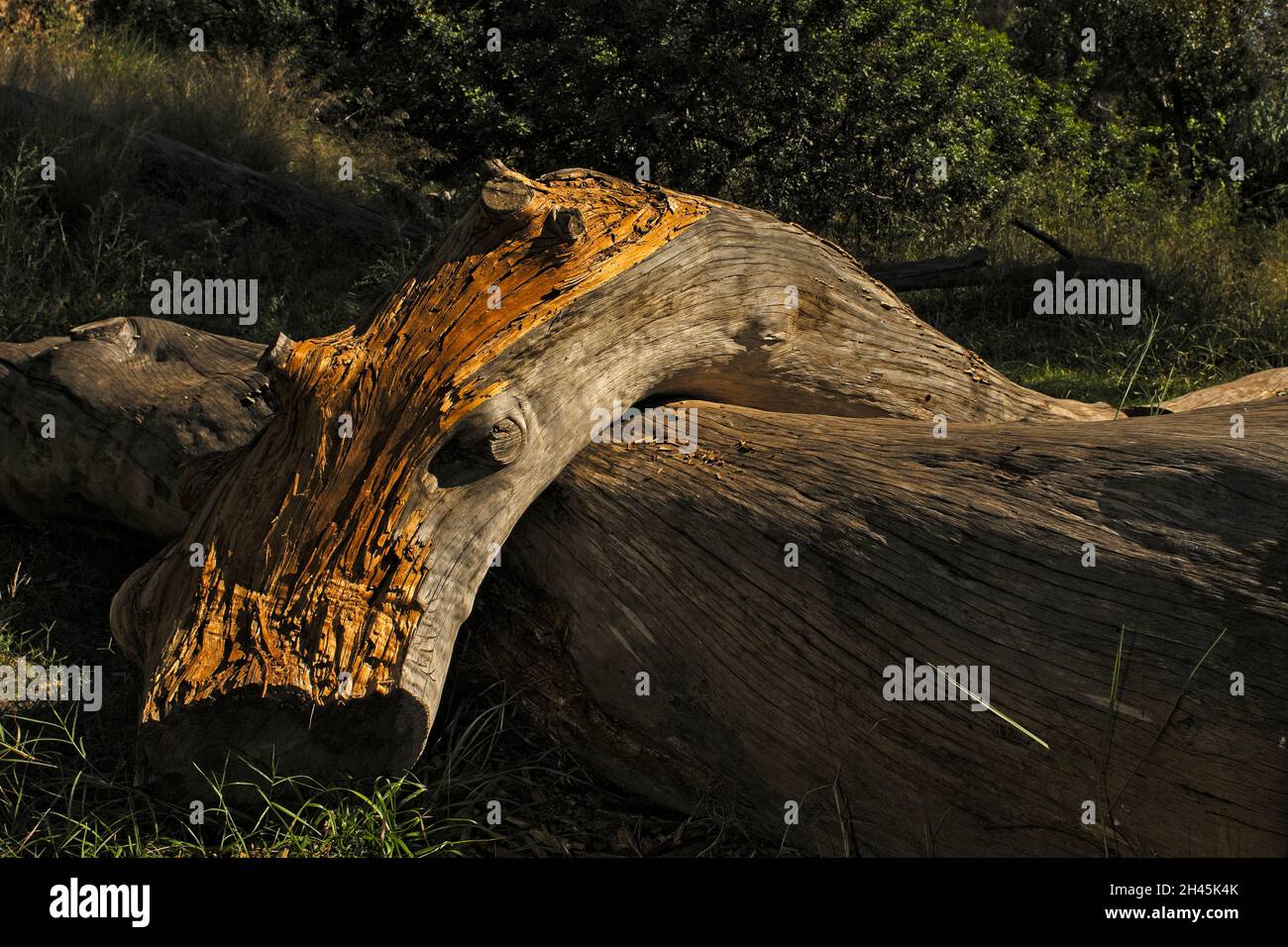Facial pareidolia hi-res stock photography and images - Alamy