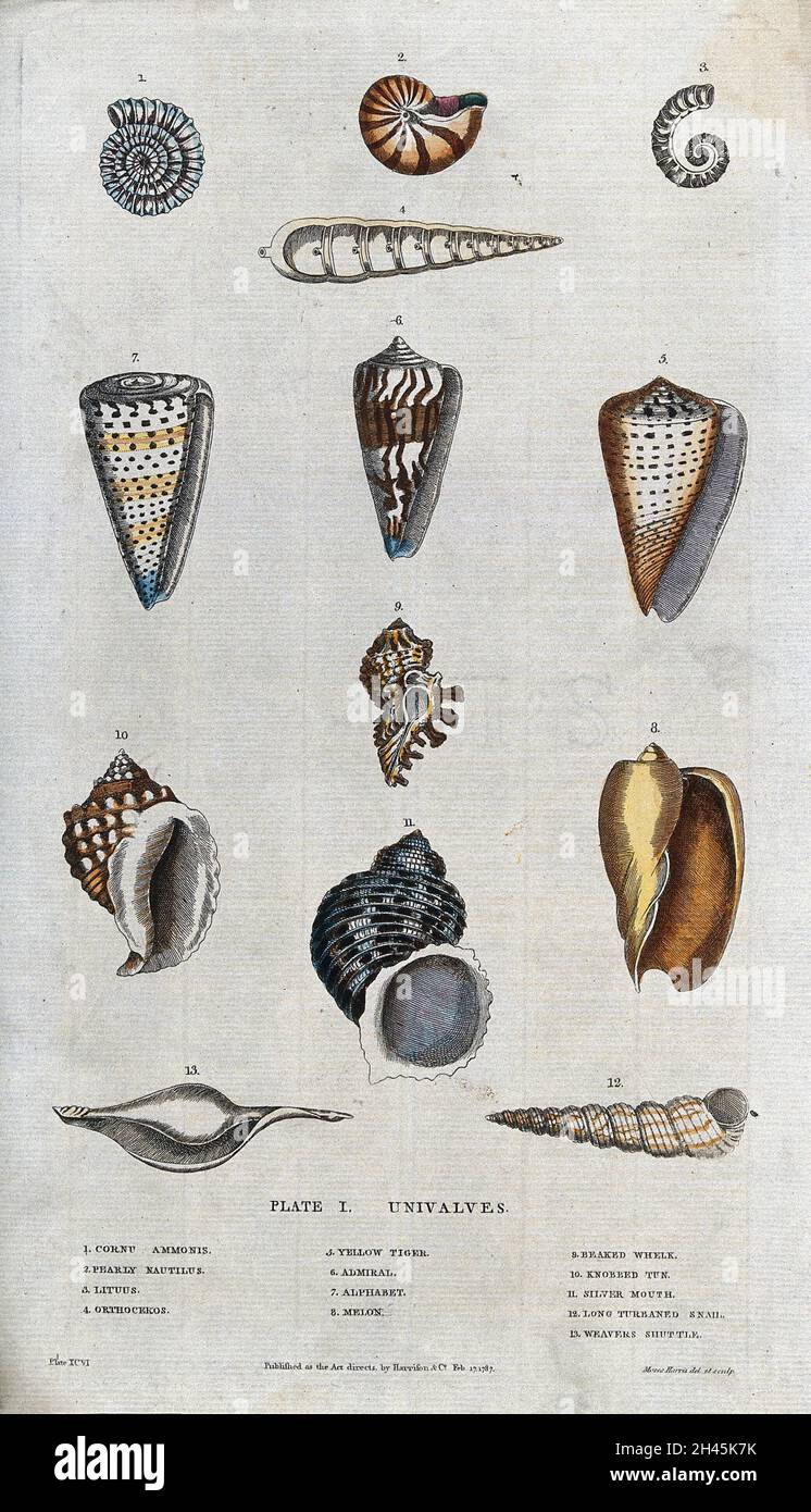 Twelve univalve molluscs. Coloured etching by M. Harris Stock Photo - Alamy
