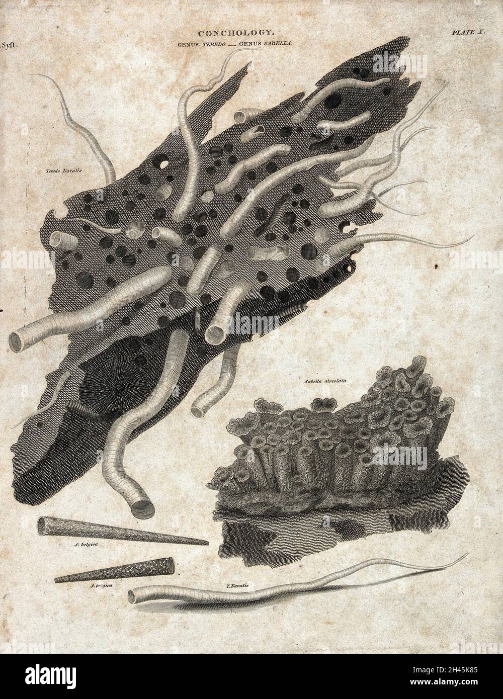 Different genus hi-res stock photography and images - Alamy