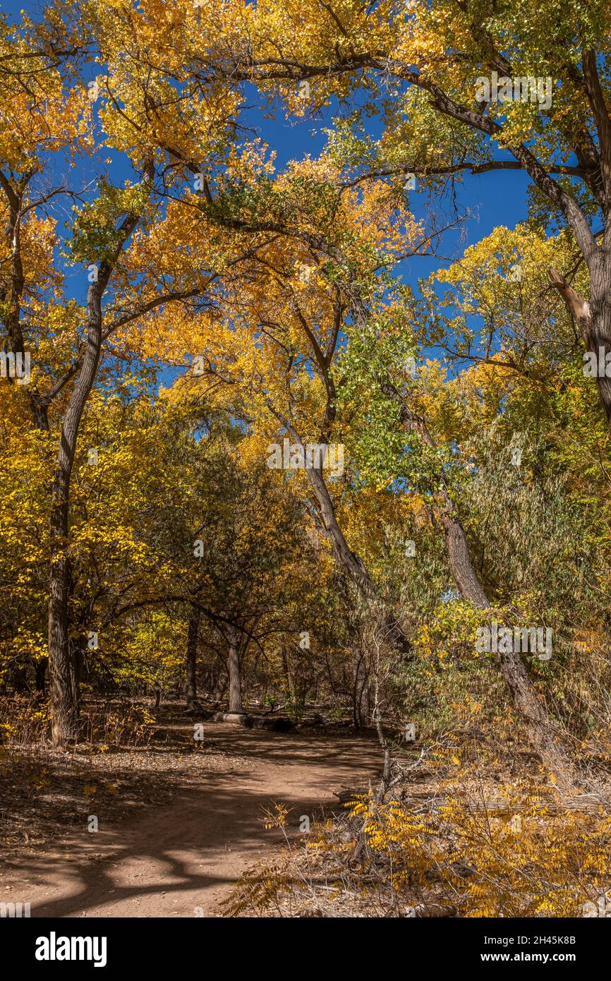 Rio grandes riverside forest hi-res stock photography and images - Alamy