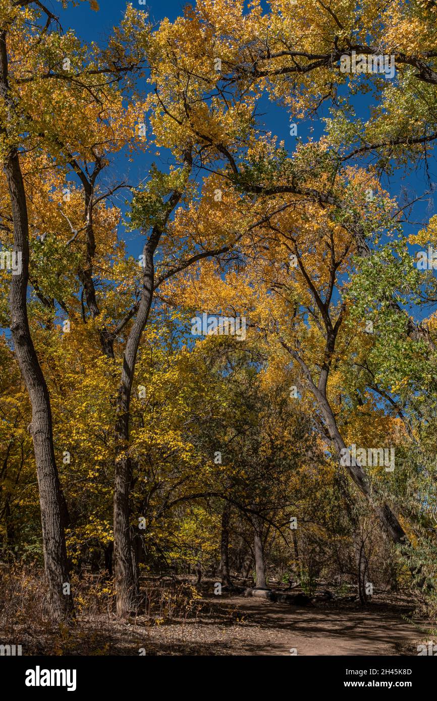 Fall leaves on the trails on the Rio Grande Bosque, Albuquerque, New ...