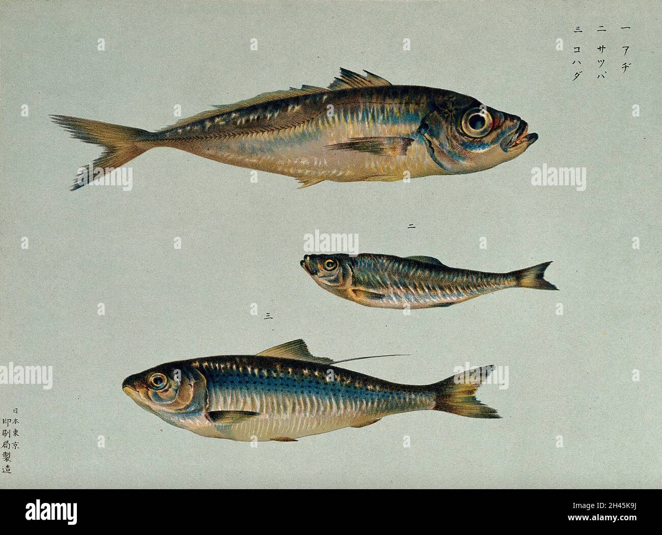 Three fish. Colour lithograph, 1884 Stock Photo - Alamy