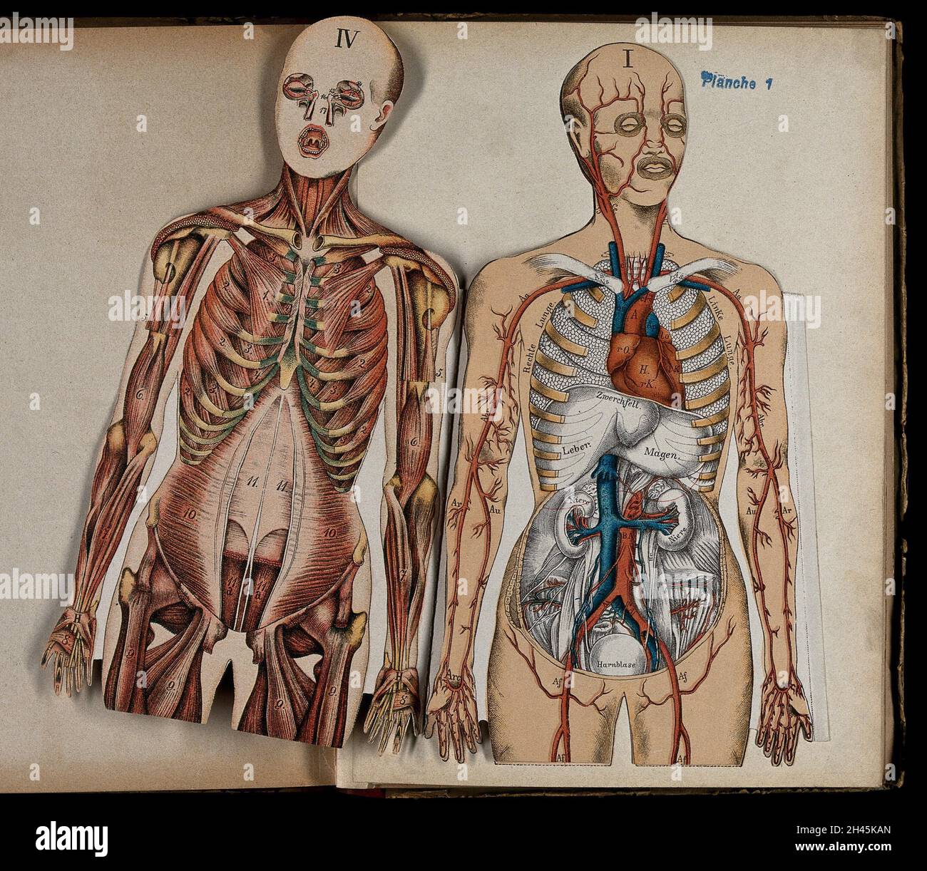 Two anatomical cut outs of a man, showing muscles, heart, kidneys and ...