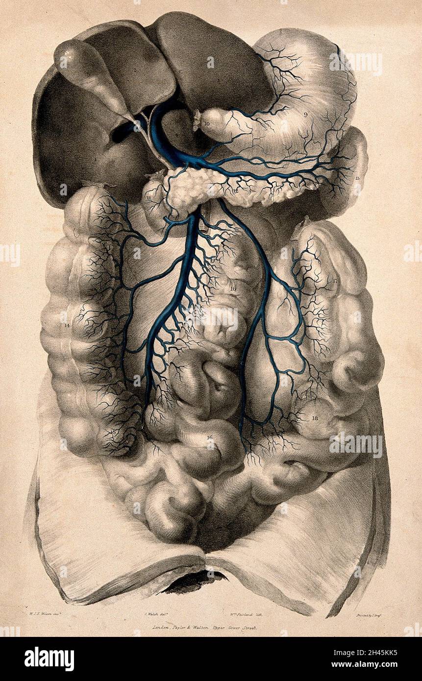 Dissection of the abdomen showing the portal vein. Coloured lithograph ...