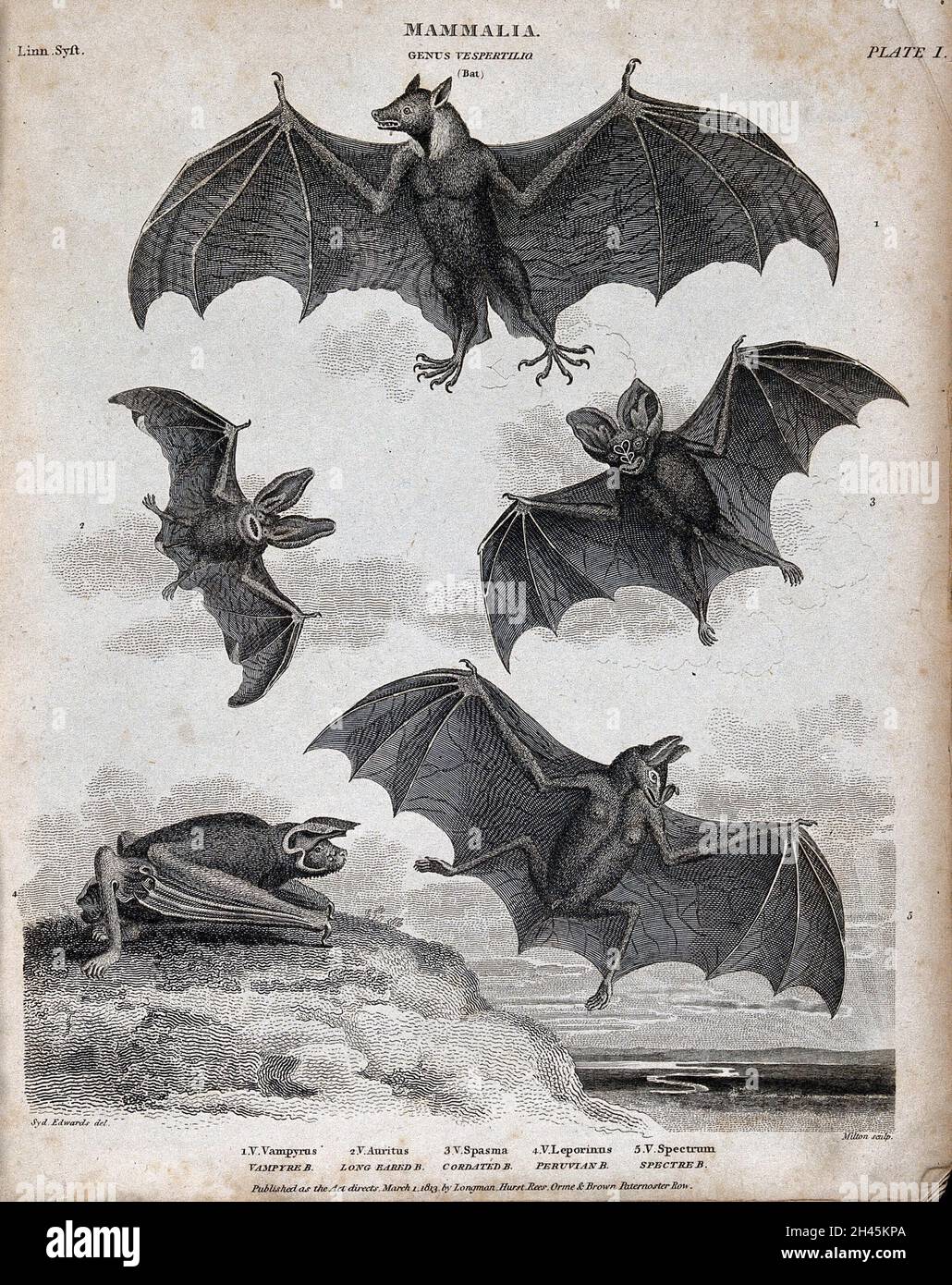 Six nocturnal mammals of the order Chiroptera. Line engraving by Milton ...