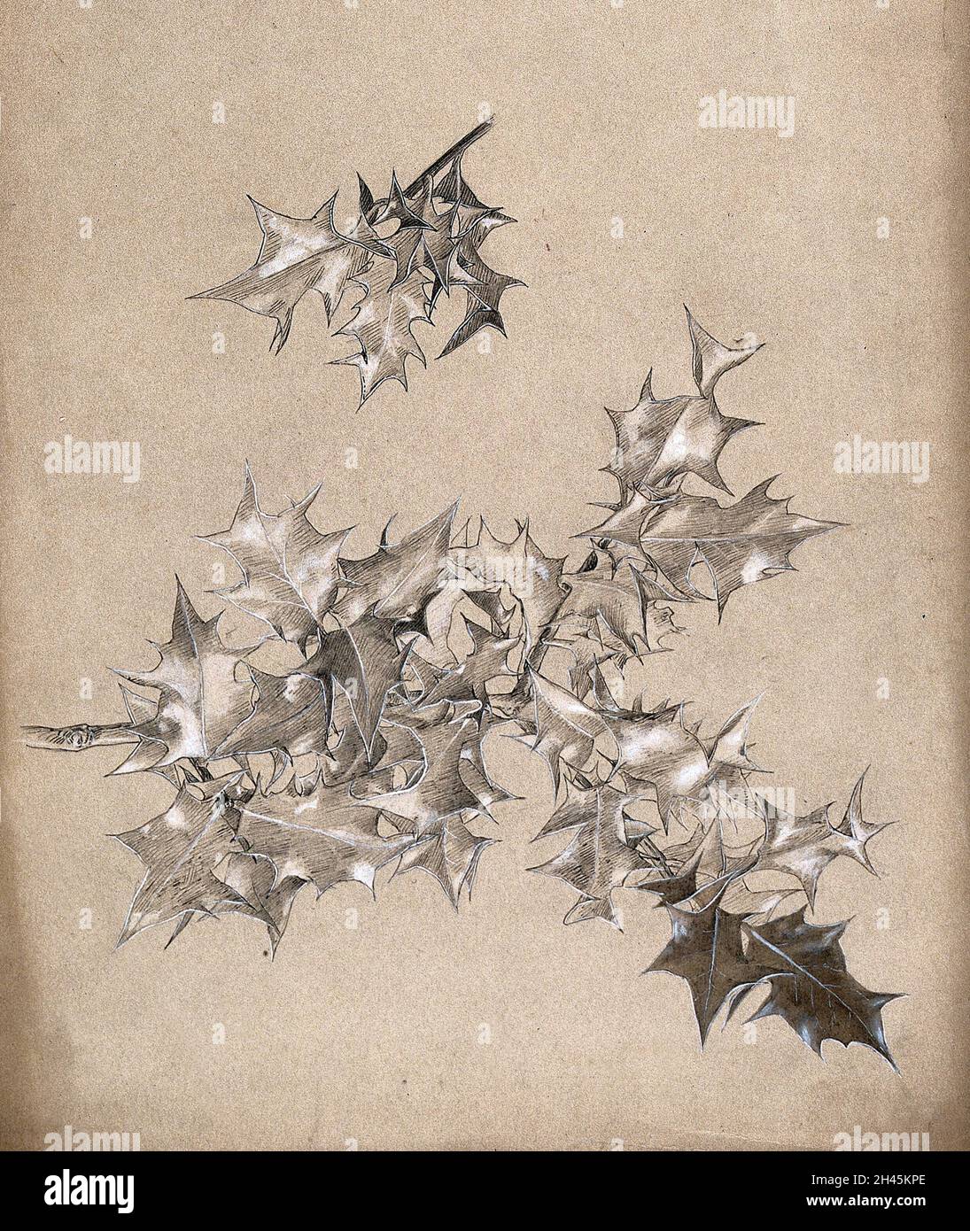 Two sprigs of holly (Ilex species) with leaves only. Pen and ink ...