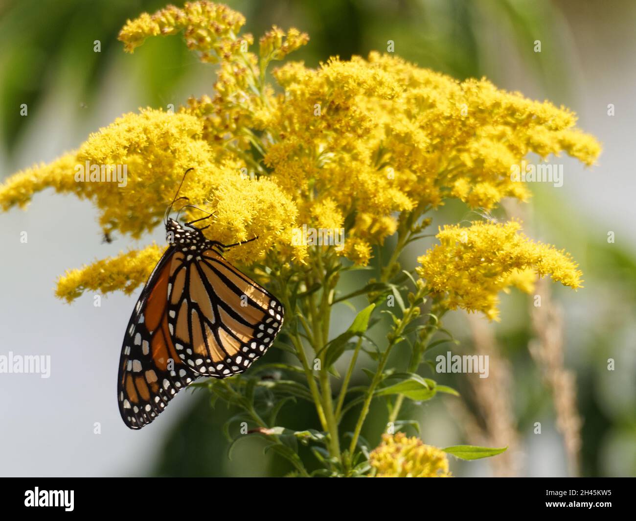 A Monarch butterfly on a Goldenrod flower. Quebec,Canada Stock Photo ...