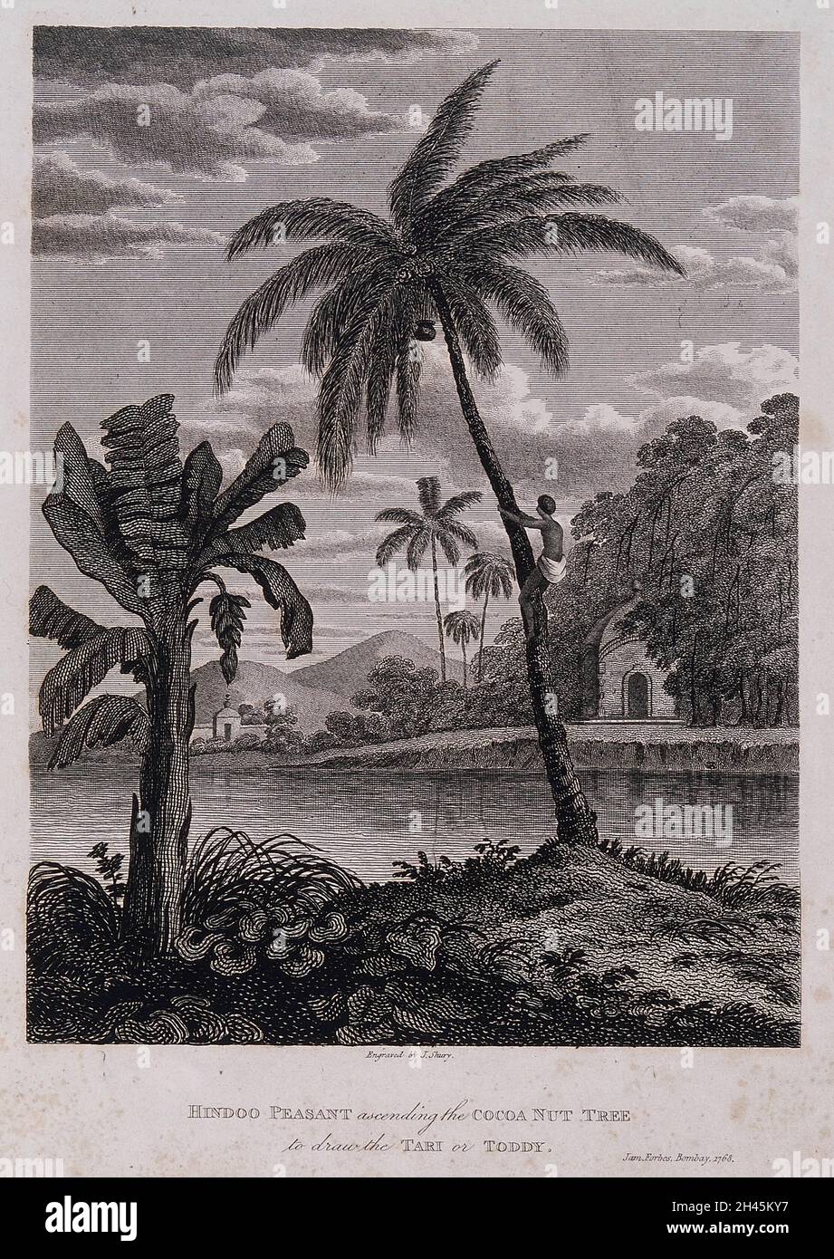 A man climbing a coconut palm (Cocos nucifera L.) which stands by a ...