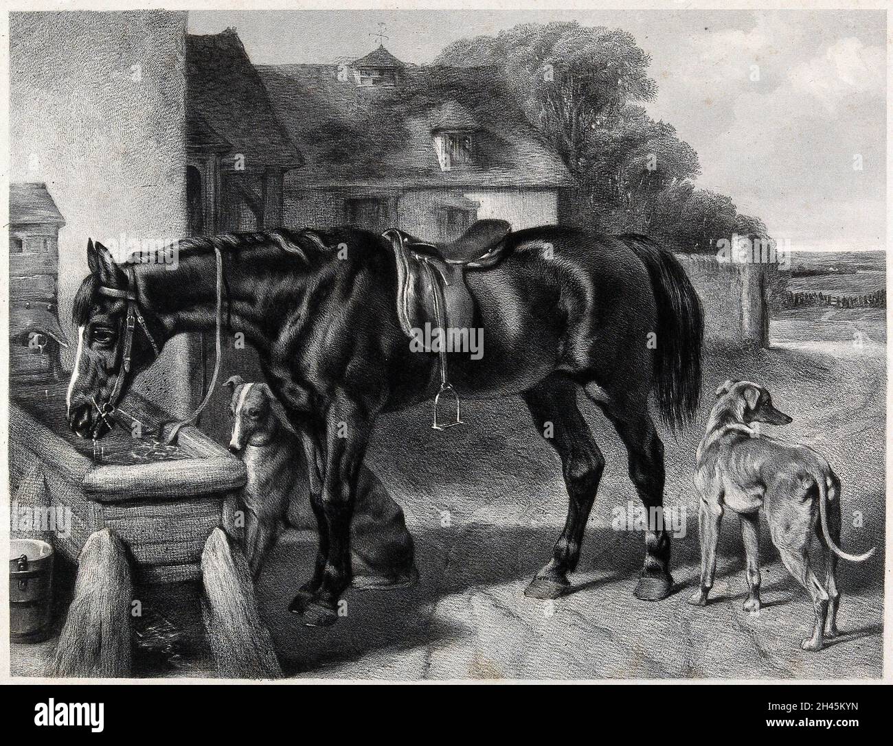 Two dogs standing next to a horse drinking from a trough. Line block ...