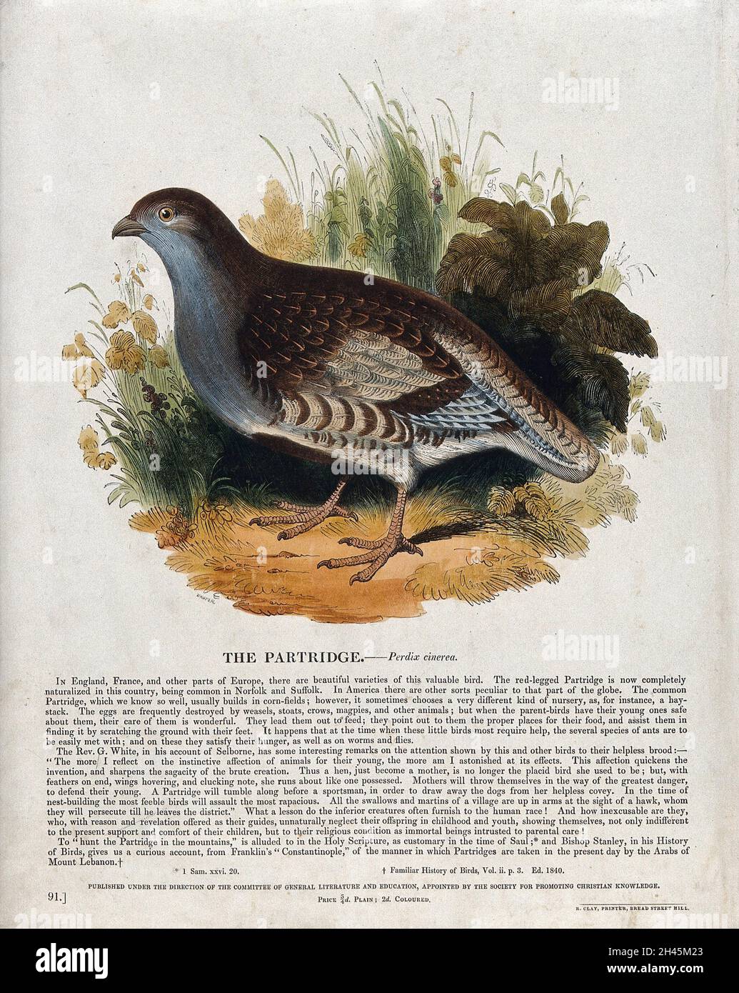 Partridge coloured hi-res stock photography and images - Alamy