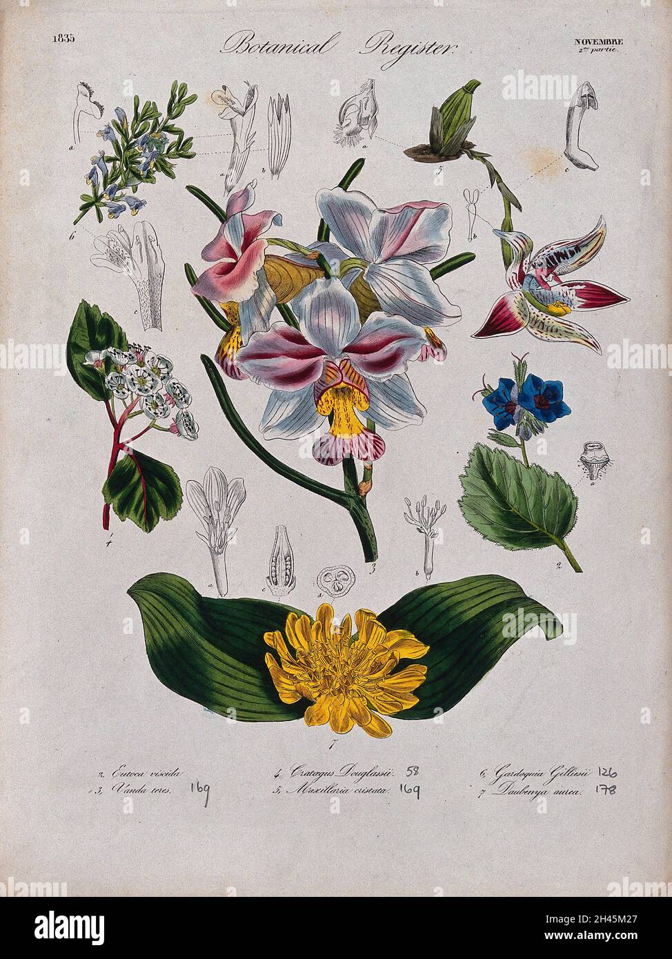 Seven plants, including two orchids: flowering stems. Coloured etching ...