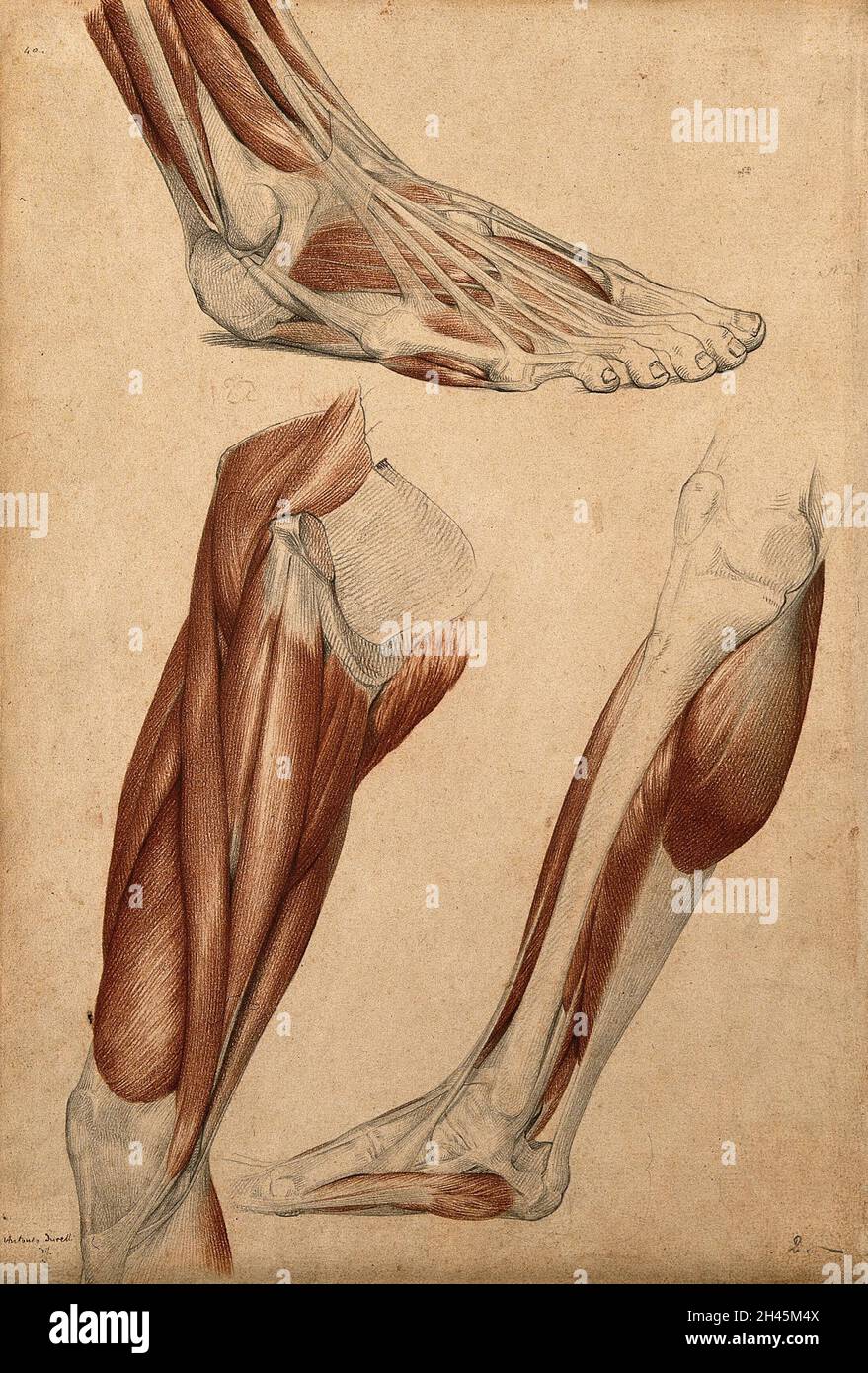 Muscles of the leg and foot: three figures. Red chalk and pencil ...