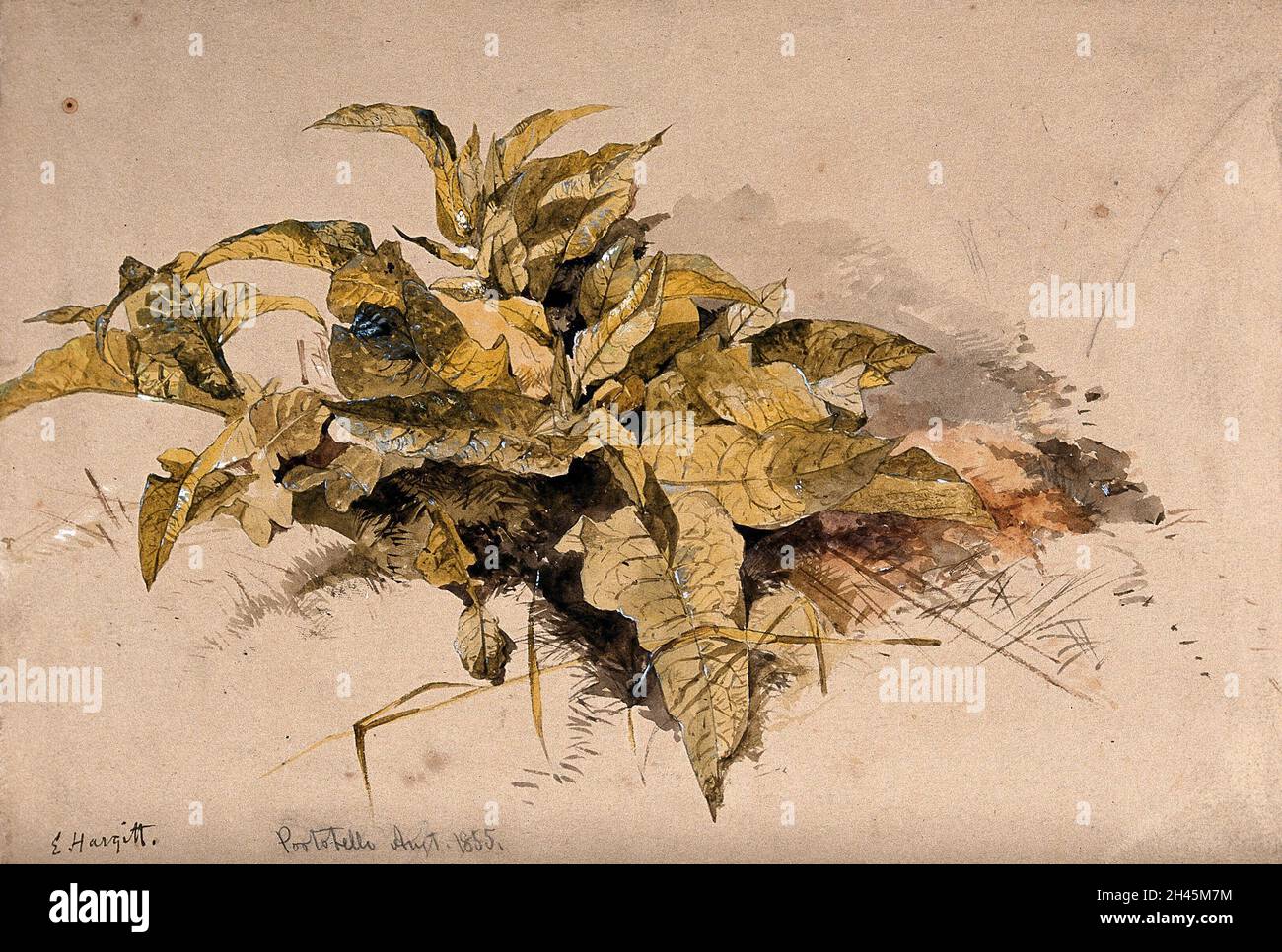 Leaves of a wild plant growing in soil. Watercolour by E. Hargitt Stock ...