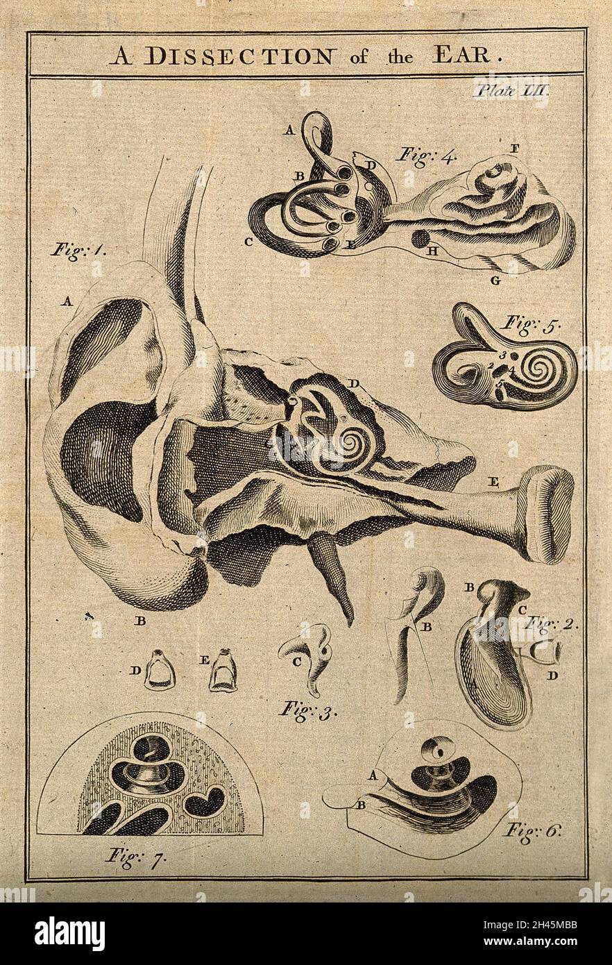 A dissection of the ear: seven figures. Engraving, ca. 1780 Stock Photo ...