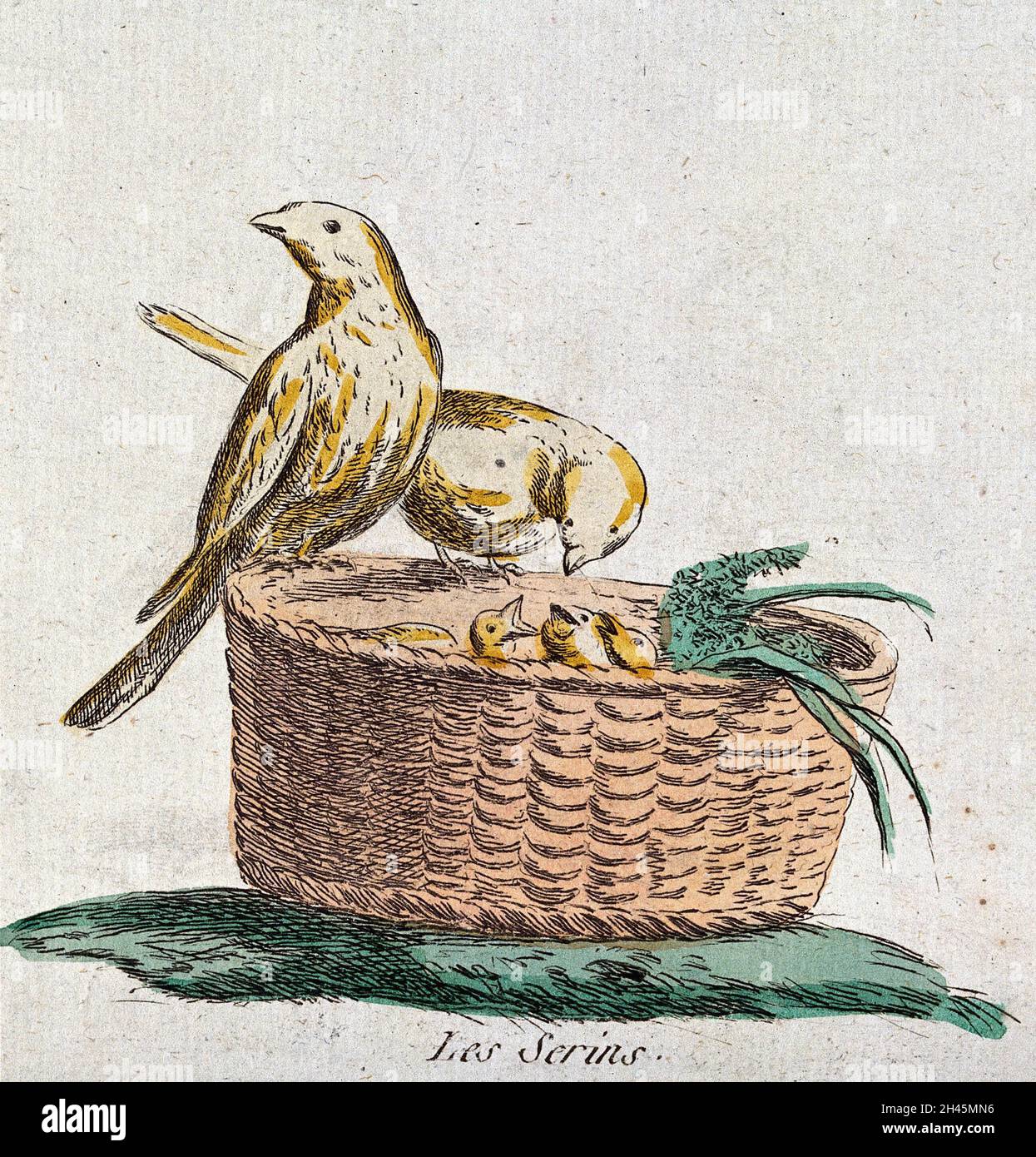 Two canaries feeding their young in a basket. Coloured etching Stock ...
