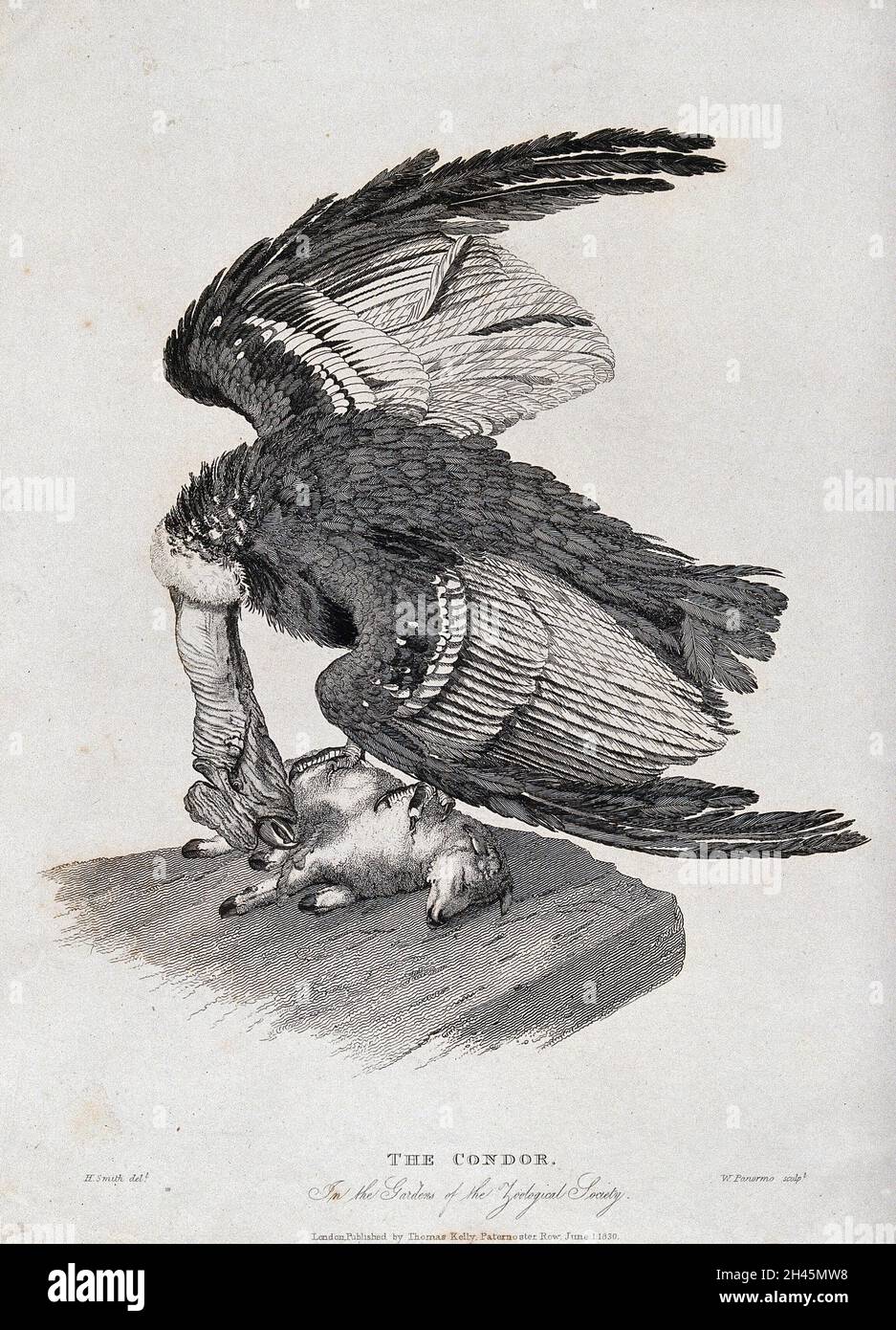 Attacking condor hi-res stock photography and images - Alamy