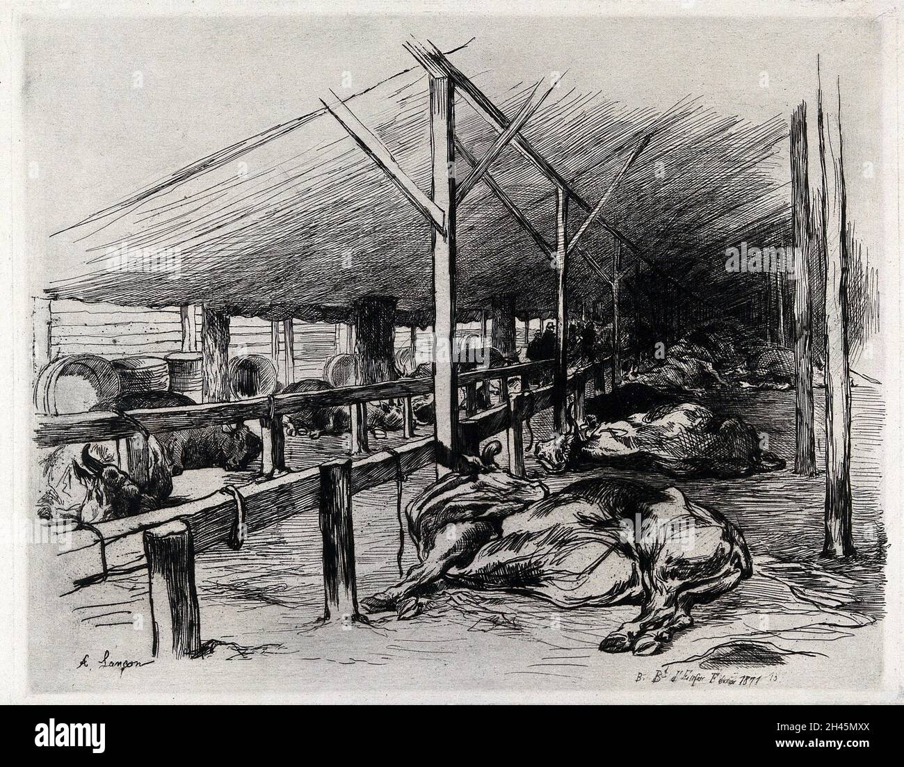 Cattle sleeping in a barn. Etching by A. Lançon, 1871 Stock Photo - Alamy