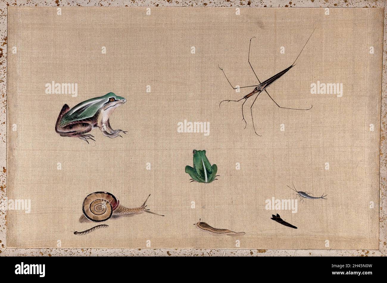 Seven animals from Japan, including two frogs, a snail, a slug, a water ...