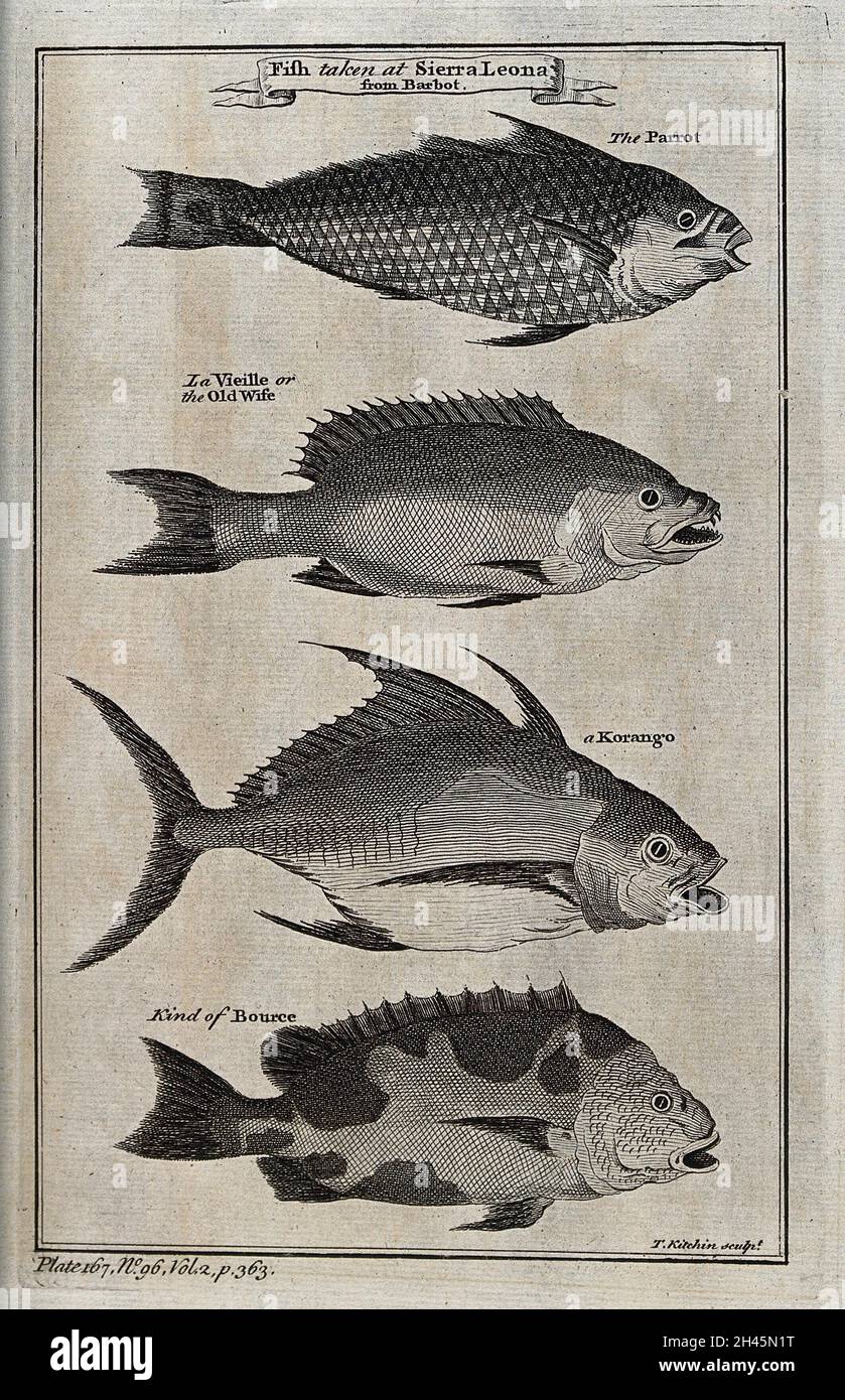 A variety of fish from Sierra Leone, including a parrot-fish. Etching ...