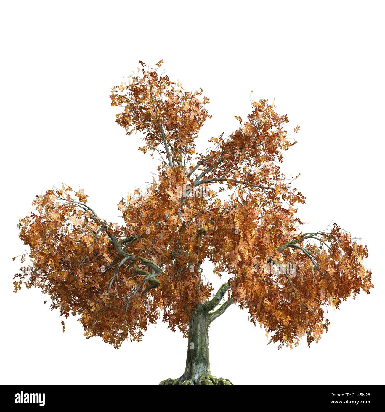 3D illustration autumn tree isolated on white background Stock Photo ...
