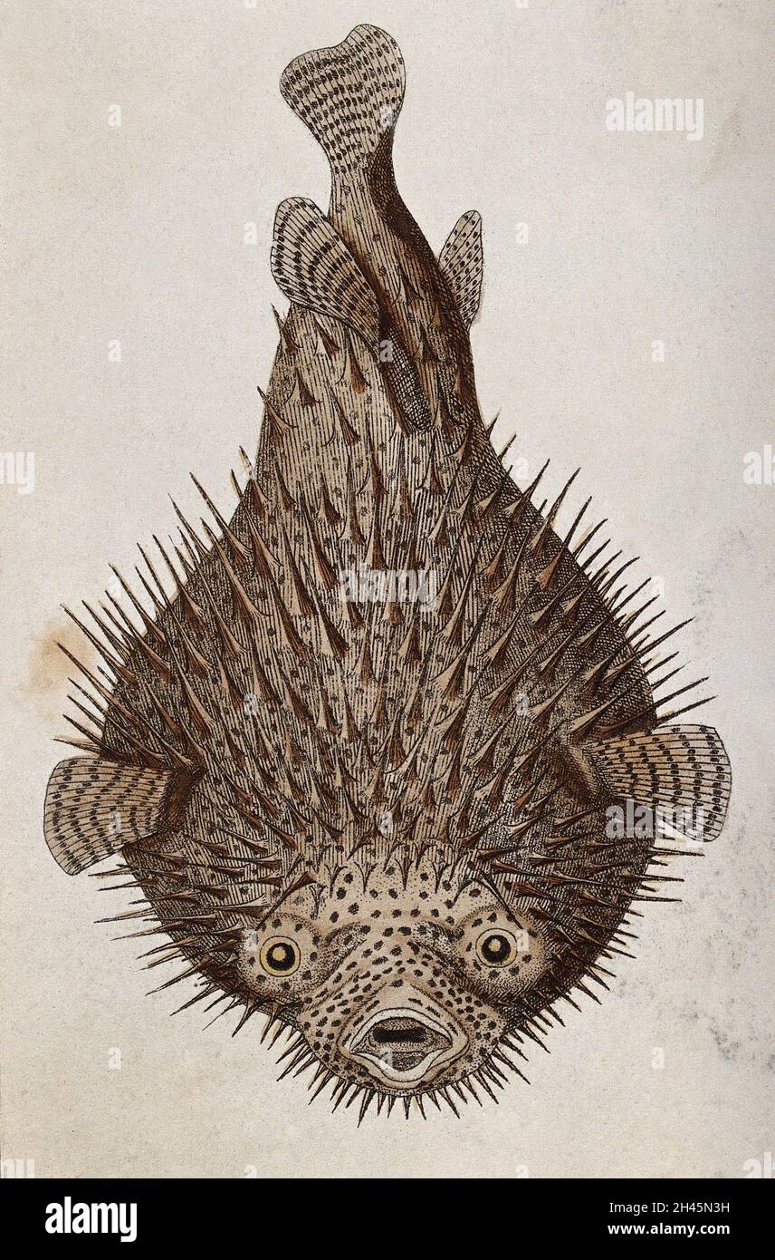 Fish with spikes hi-res stock photography and images - Alamy