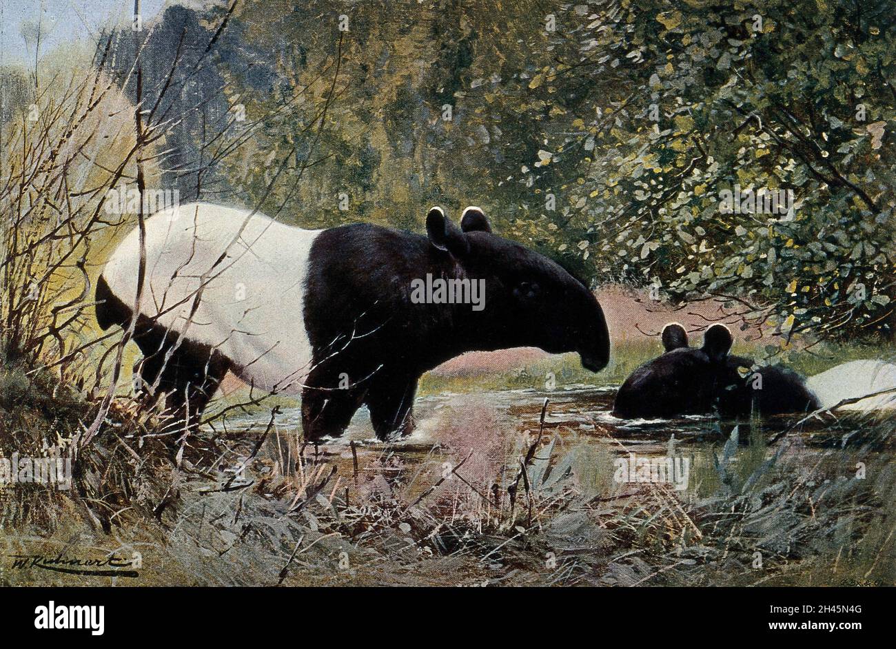 Indian tapirs hi-res stock photography and images - Alamy