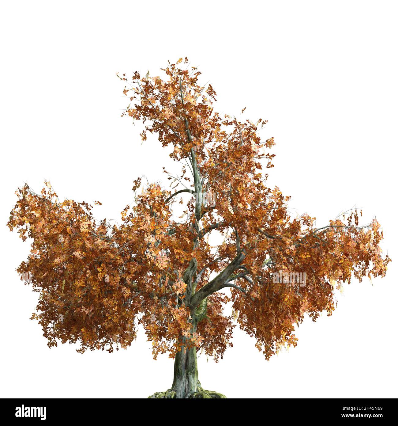 3D illustration autumn tree isolated on white background Stock Photo ...