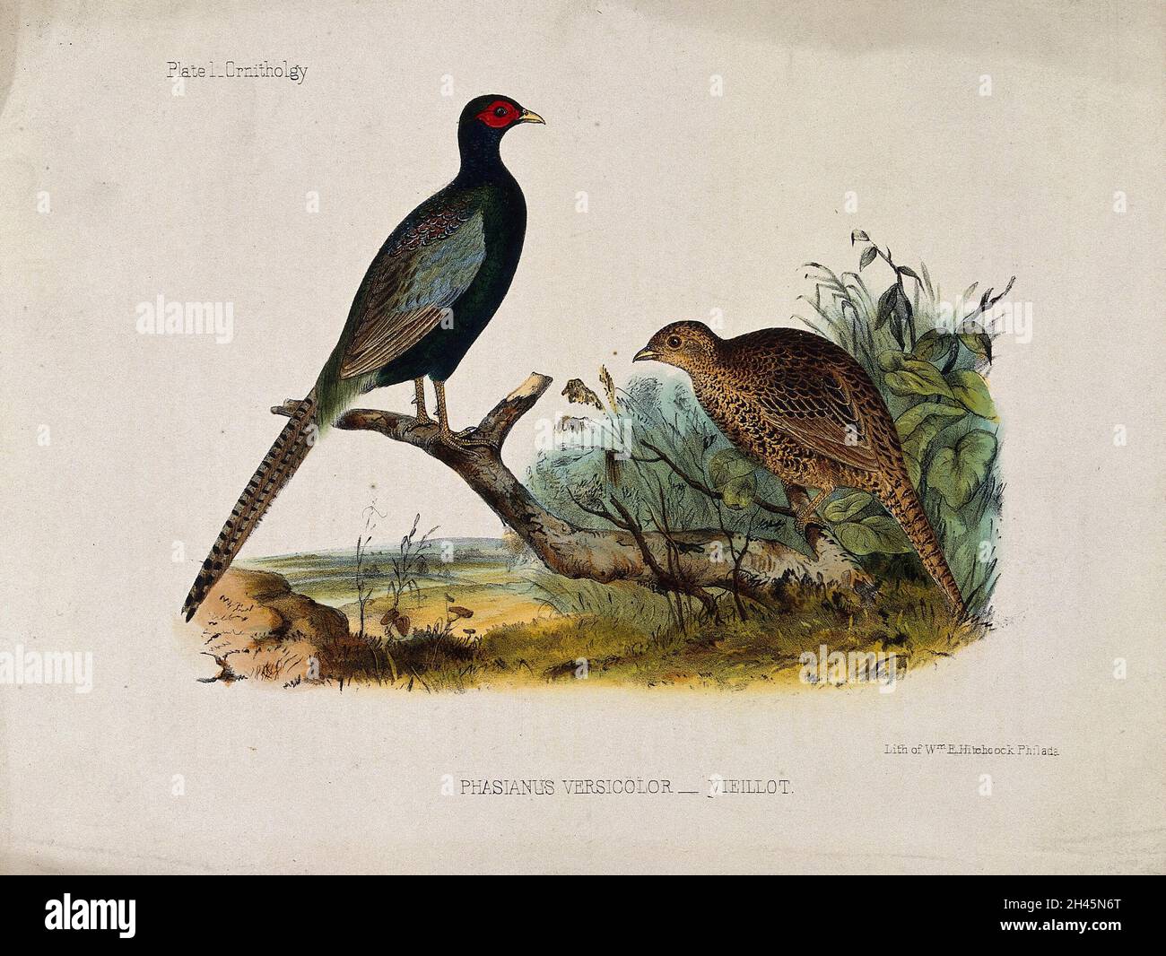 A male and female Japanese pheasant. Coloured lithograph by W. E ...