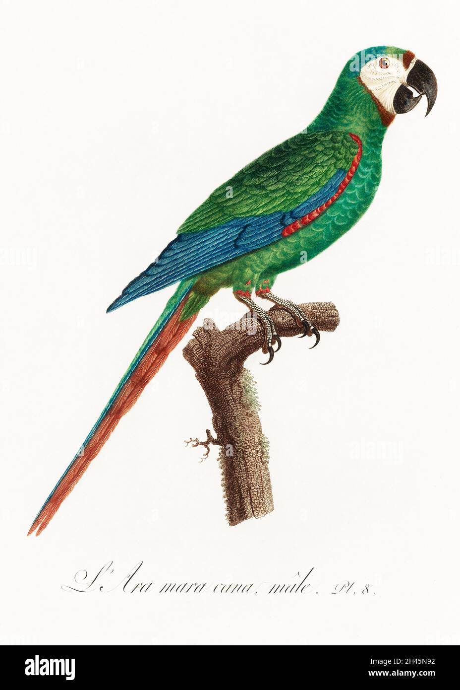 The Blue-Winged Macaw, Primolius maracana from Natural History of ...