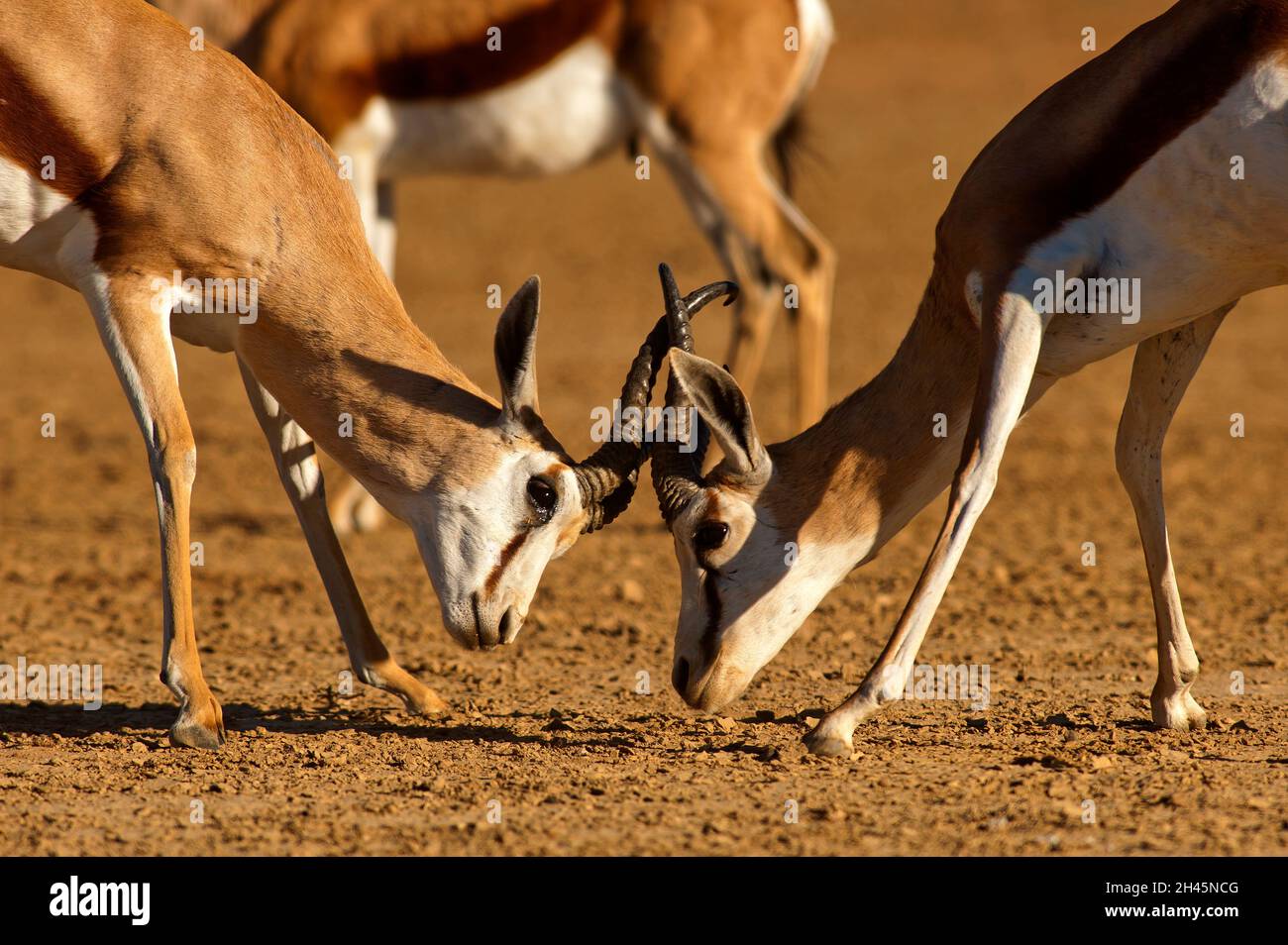 Springbok antelope fighting at Kgalagadi Transfontier Park, South ...