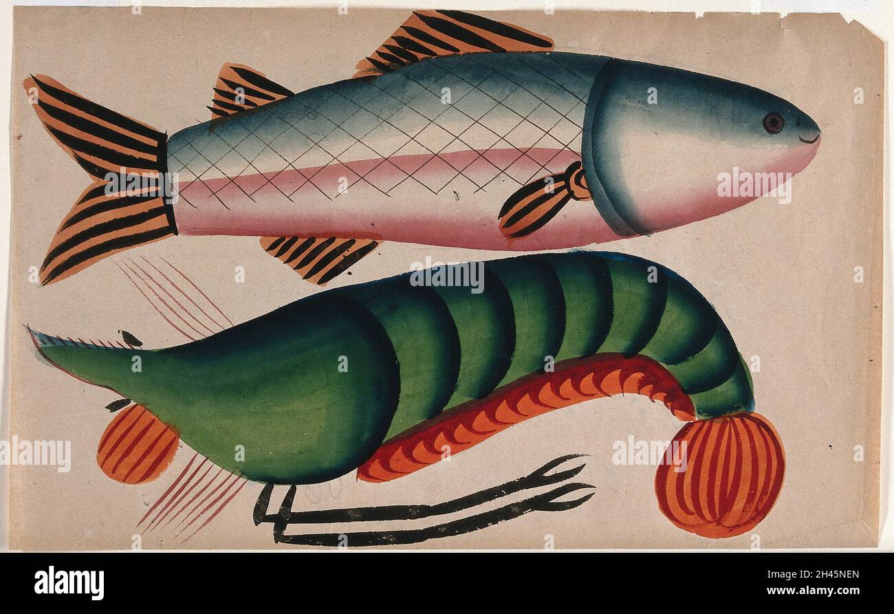 A lobster and a fish. Gouache painting by an Indian artist, 18 Stock ...