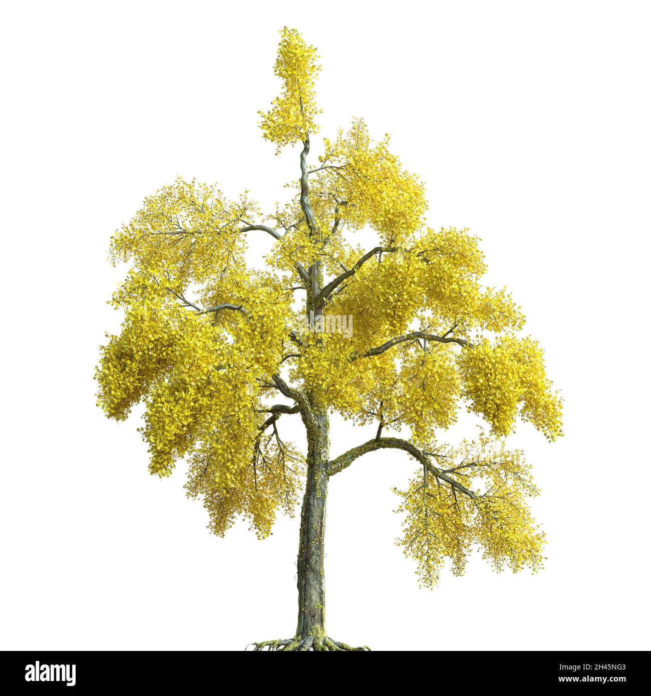 3D illustration autumn tree isolated on white background Stock Photo ...