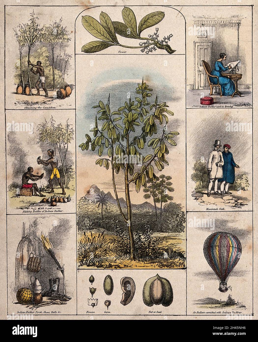 A Brazilian rubber tree (Hevea Brasiliensis), its flower and fruit ...