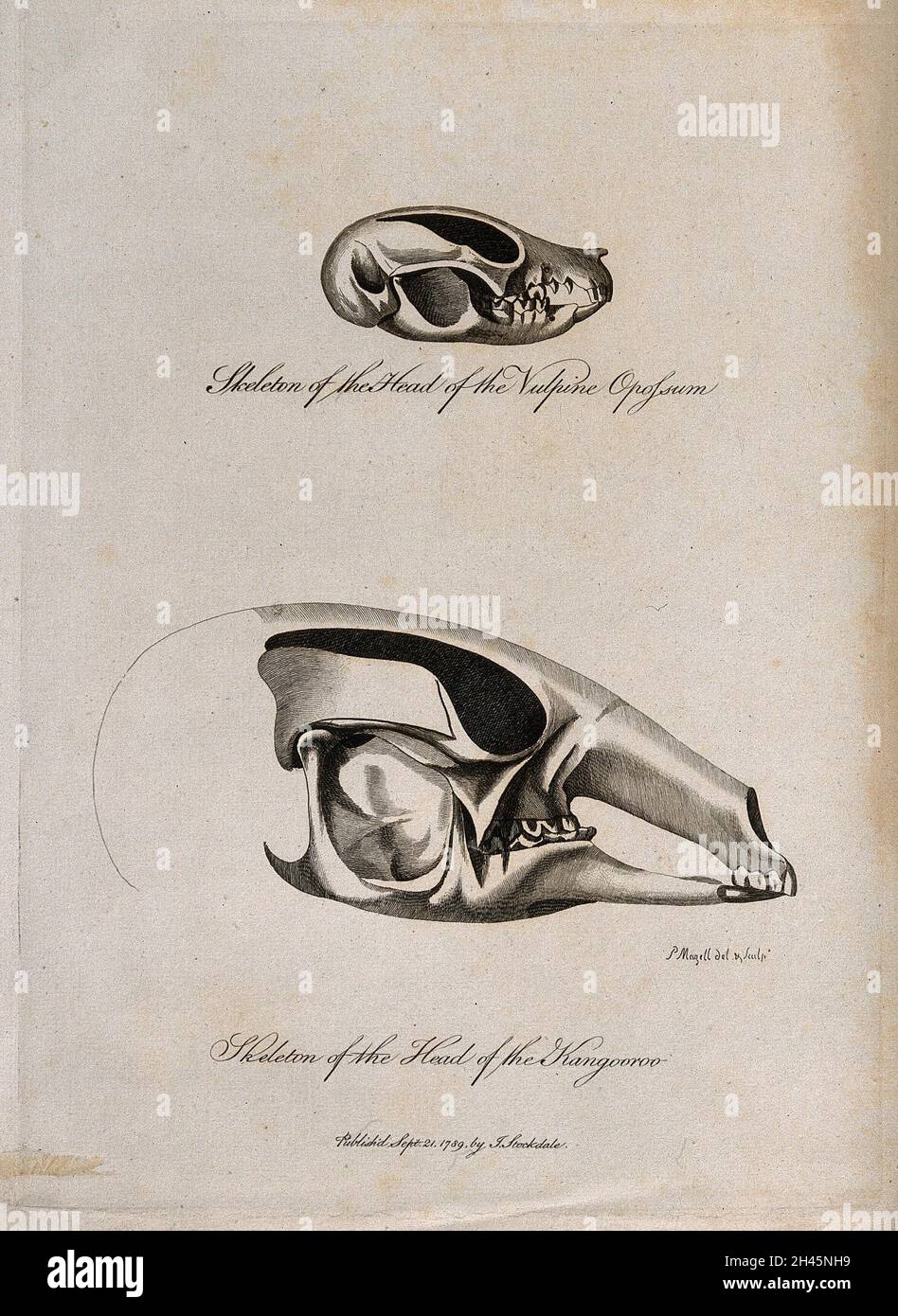 Kangaroo and vulpine opossum skulls: side views. Etching by P. Mazell ...
