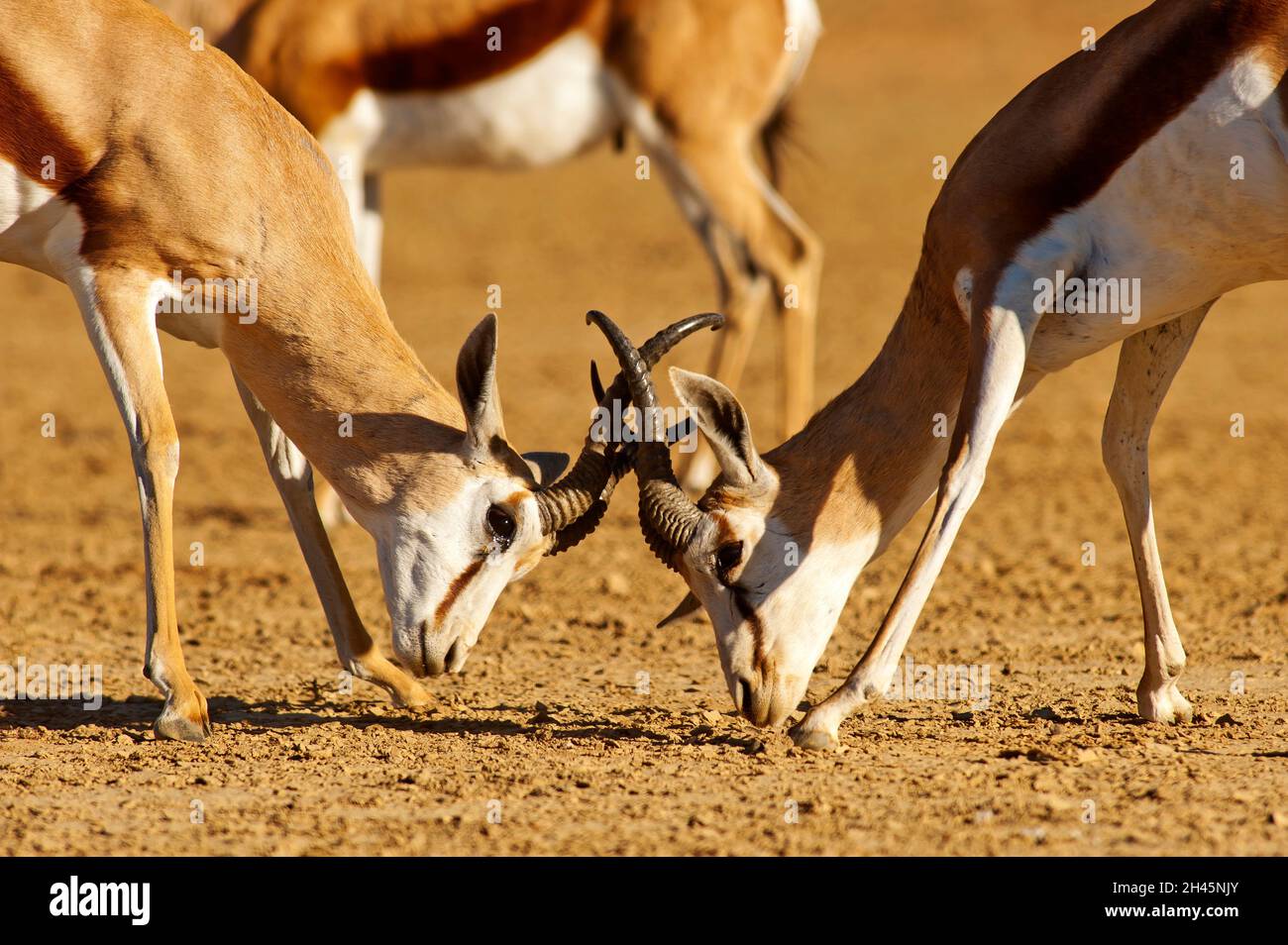 Springbok antelope fighting at Kgalagadi Transfontier Park, South ...