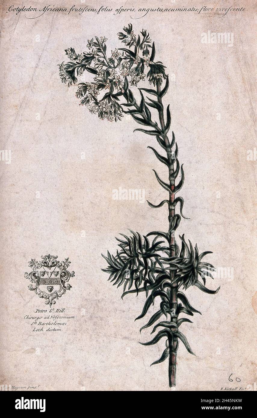 A plant (Cotyledon africana): flowering stem, with coat of arms of the ...