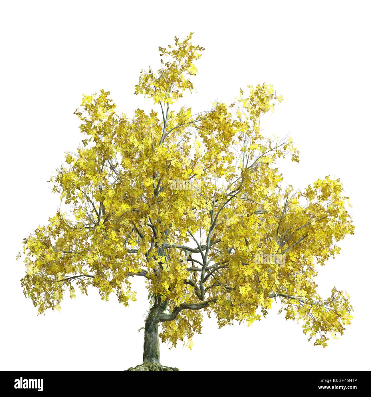 3D illustration autumn tree isolated on white background Stock Photo ...