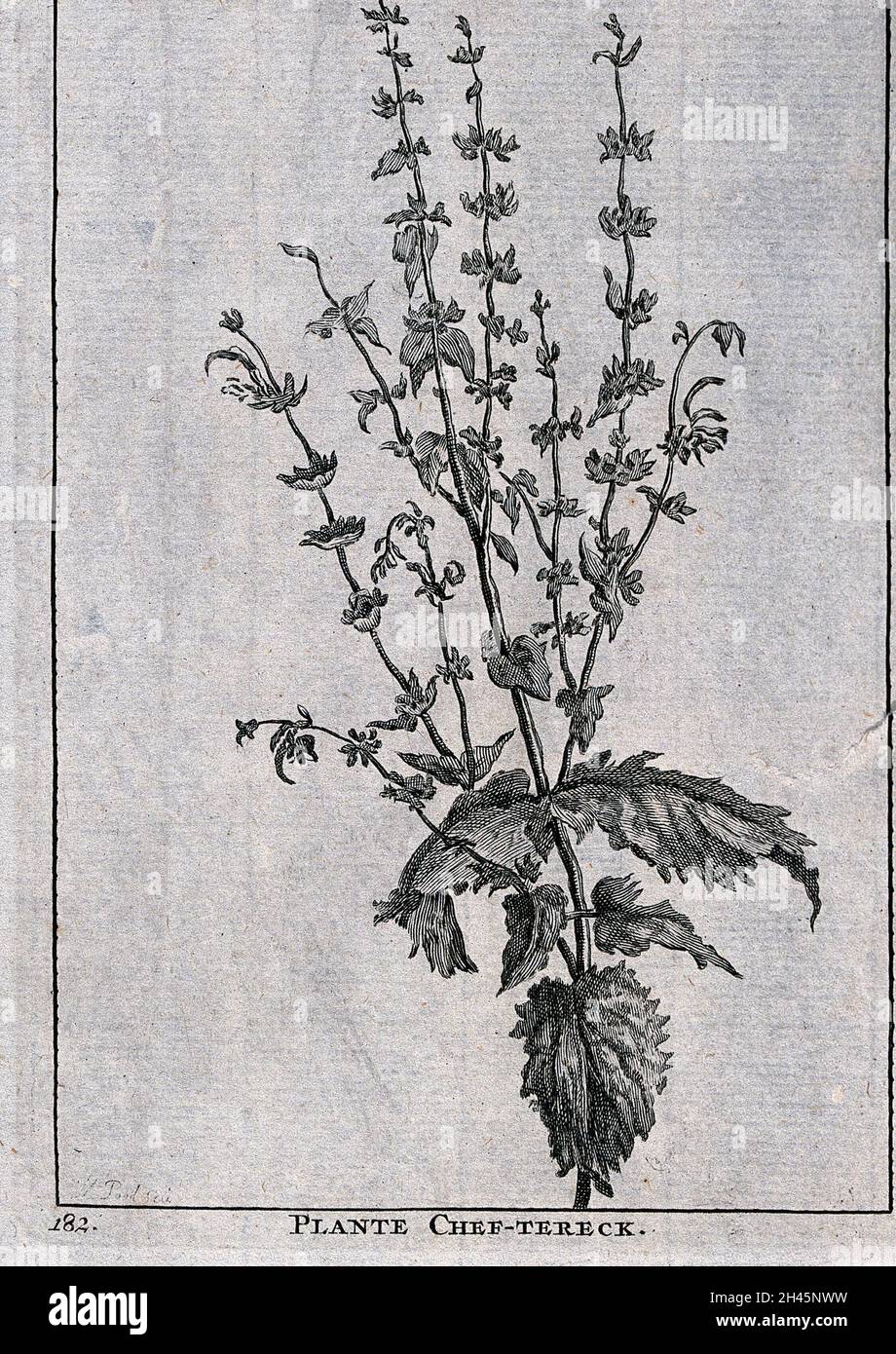 Plante chef-tereck: flowering stem. Line engraving by M. Pool after C ...
