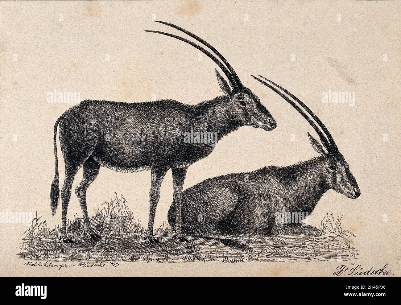 Two antelope, one sitting, one standing. Reproduction of an etching by ...