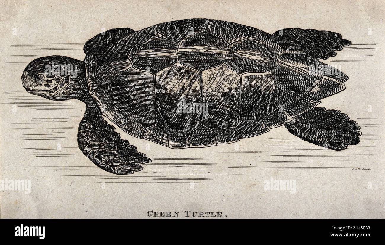 A green turtle swimming in the water. Etching by Heath Stock Photo - Alamy
