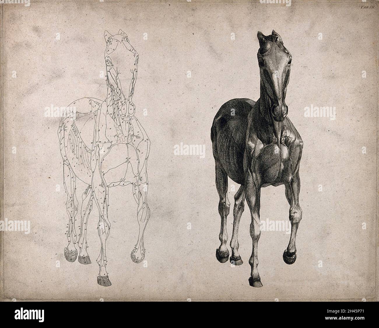 A horse, seen from the front: two écorché figures showing the muscles ...