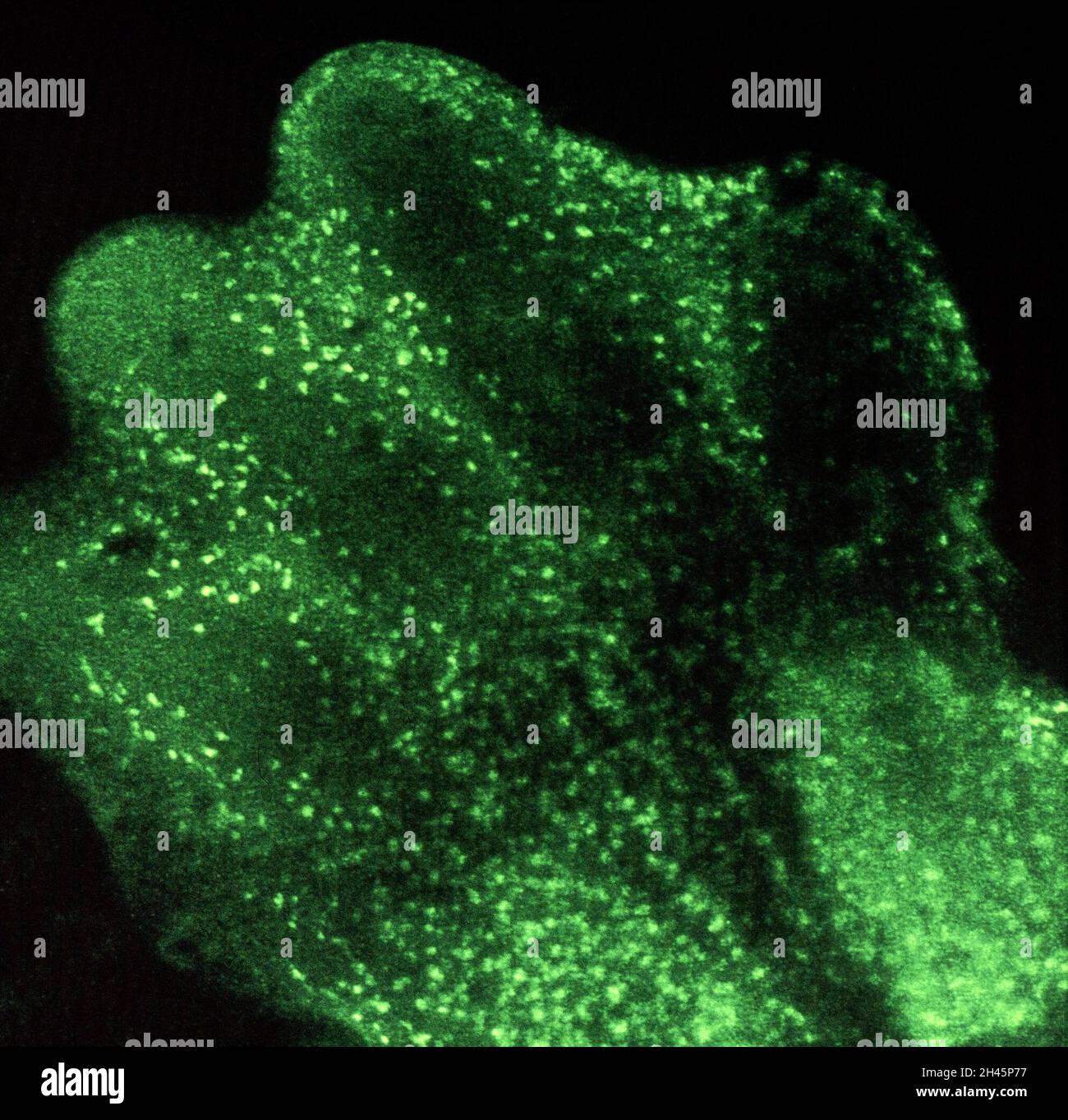 Cell death in limb bud of a webbed foot Stock Photo - Alamy