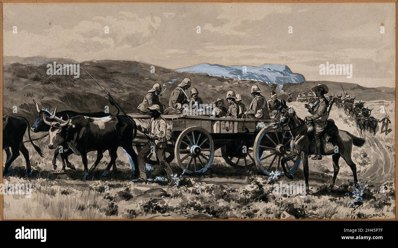 Boer War: wounded men transported in an ambulance cart drawn by oxen ...