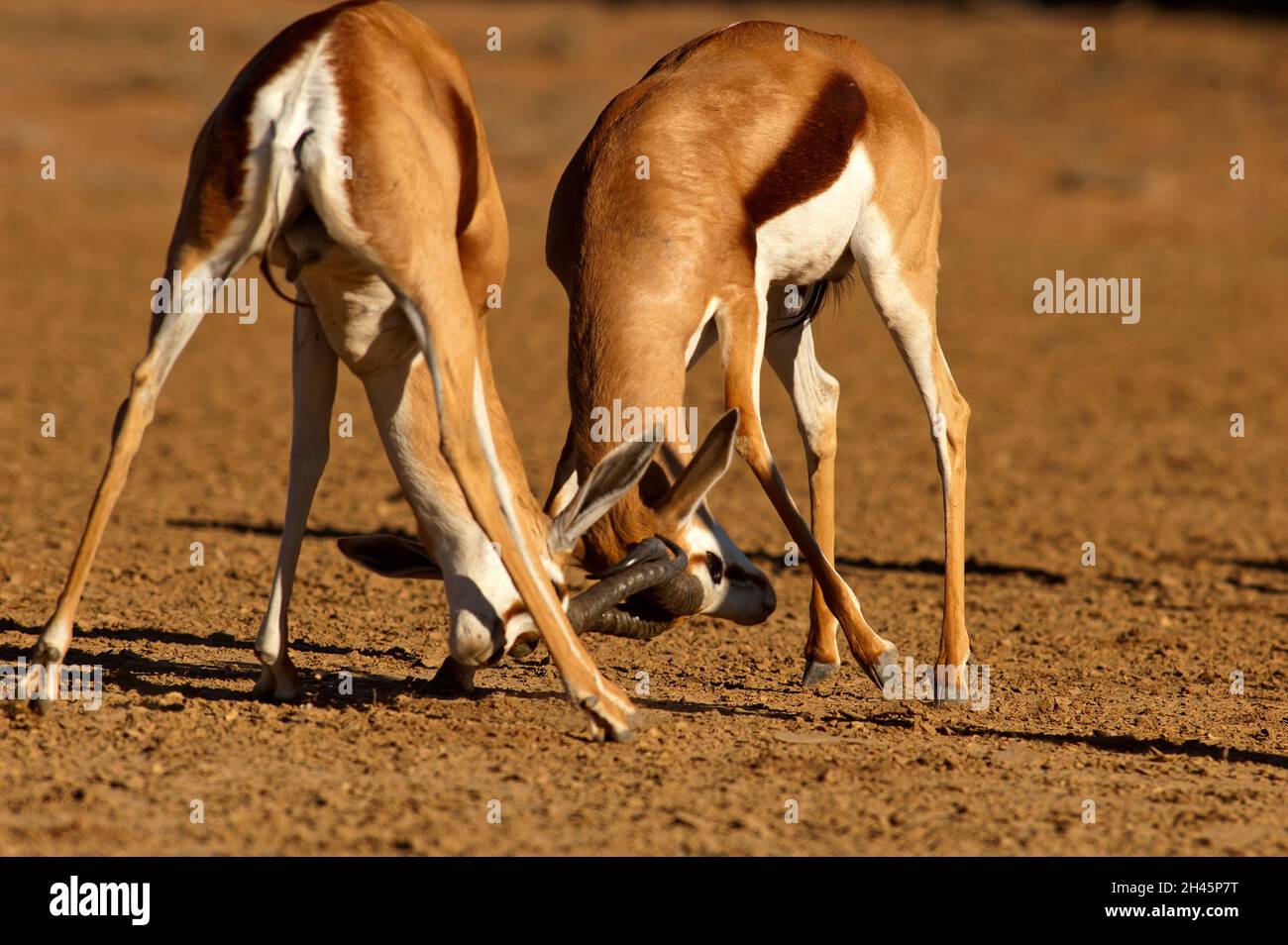 Springbok antelope fighting at Kgalagadi Transfontier Park, South ...