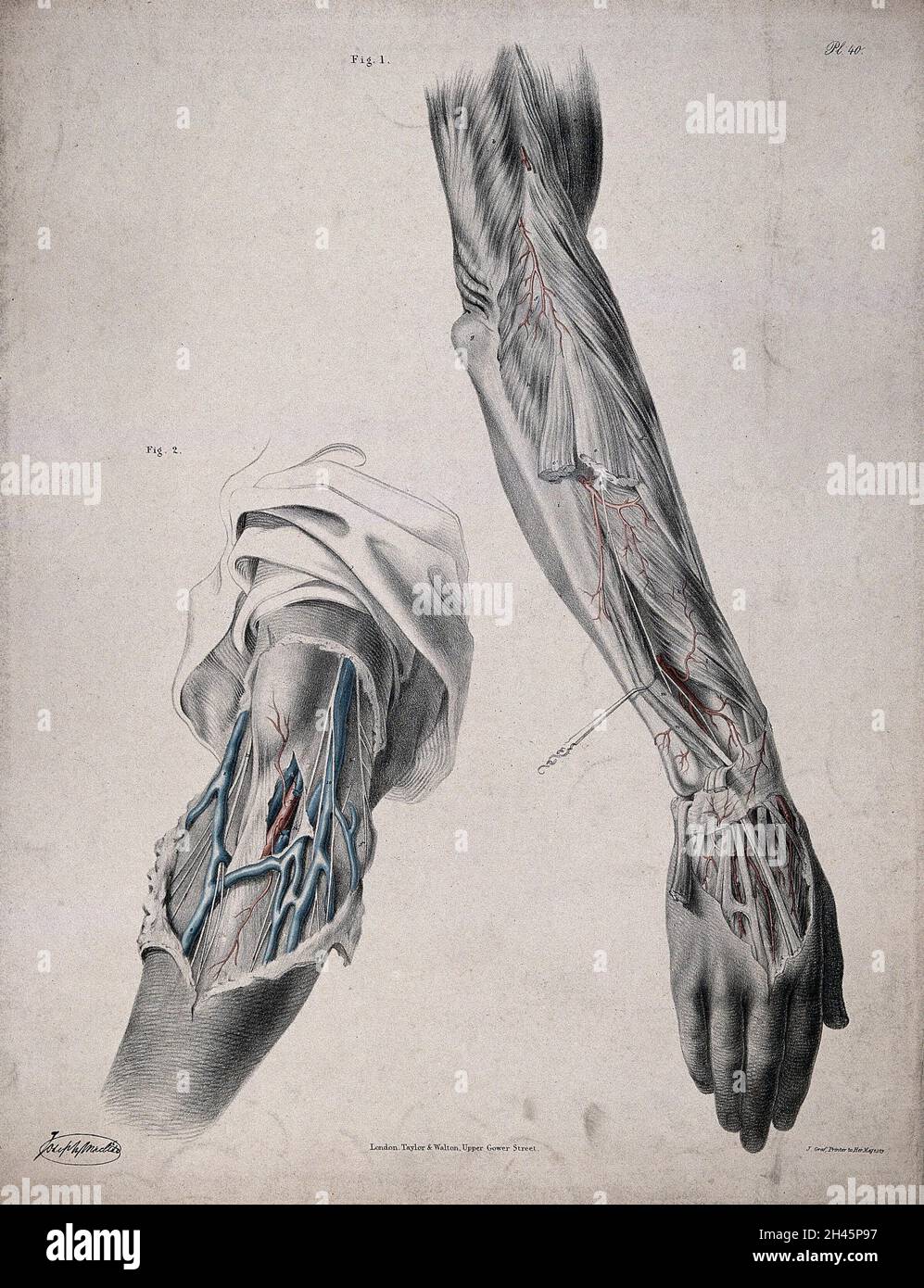 The circulatory system: two dissections of the arm and the hand, with ...