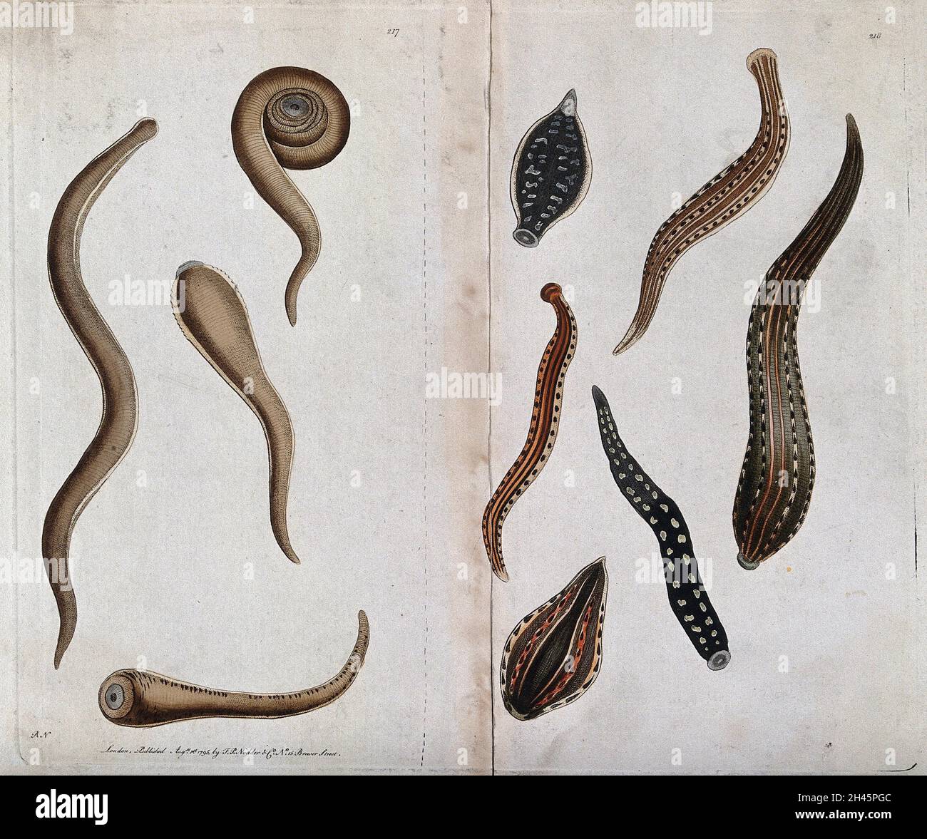 Several species of parasitic flat-worm. Coloured etching, ca. 1795 ...