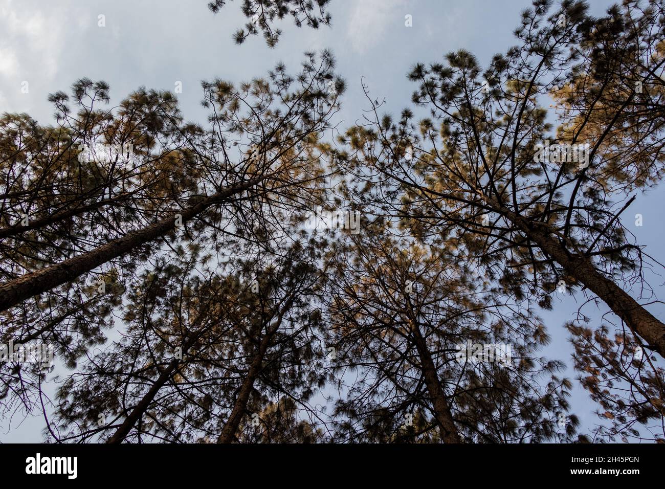 Beautiful low angle view of pine trees from the forest floor of ...