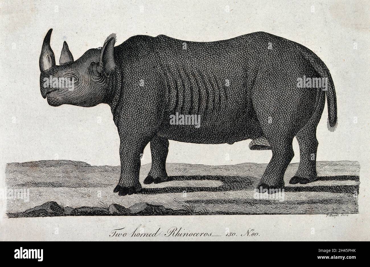 Rhinoceros anatomy hi-res stock photography and images - Alamy